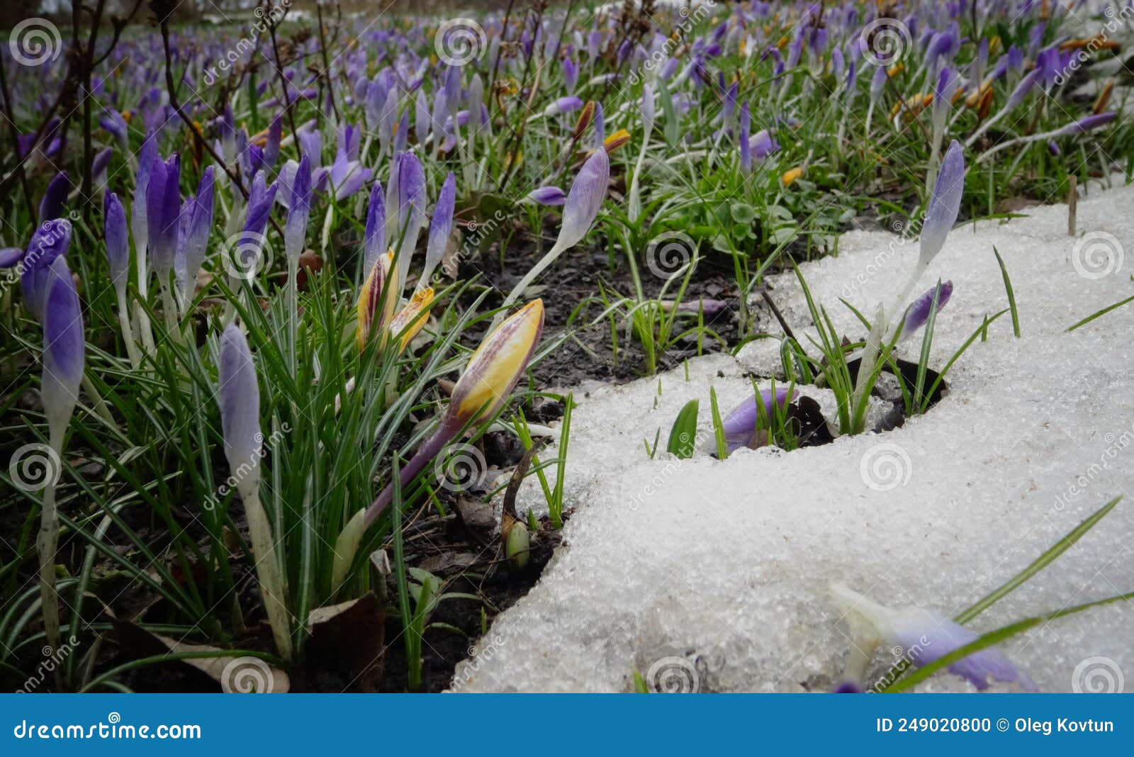 Crocuses, Spring Flowers Sprout from the Snow Stock Photo - Image of ...