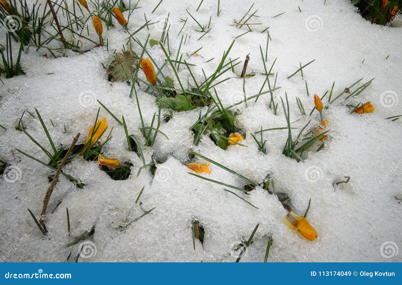 Crocuses, Spring Flowers Sprout from the Snow Stock Image - Image of ...