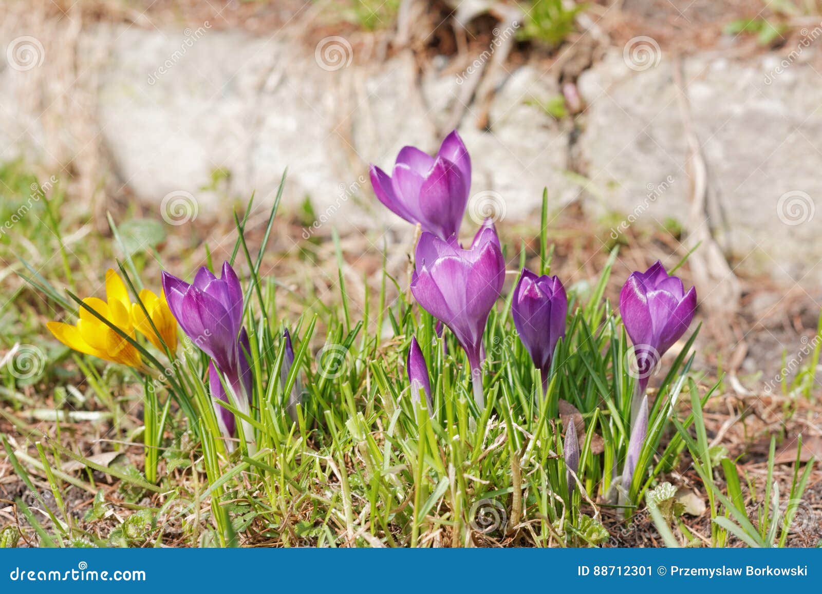 Crocuses in the Spring Garden Stock Image - Image of lilac, wildlife ...