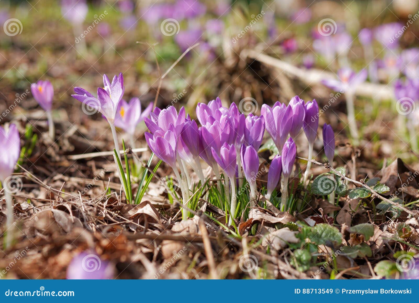 Crocuses in the Spring Garden Stock Image - Image of blossom, card ...