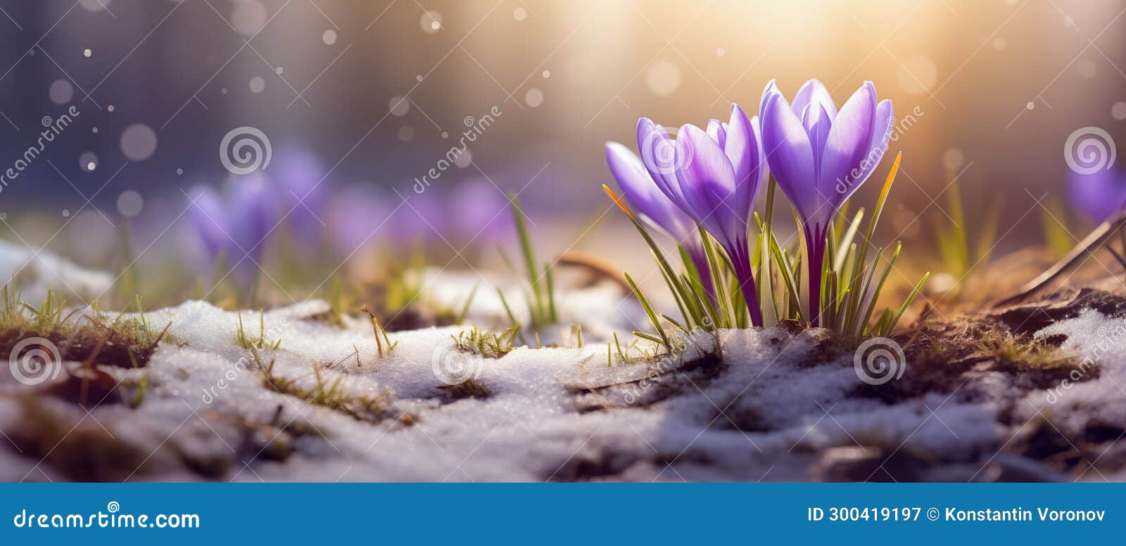 Crocuses Sprouting in Snow Under Soft Light of Spring Dawn. Stock Image ...