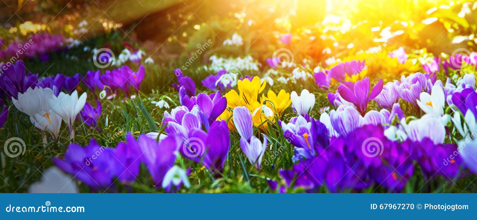 Crocuses in the sun stock photo. Image of bloom, floral - 67967270