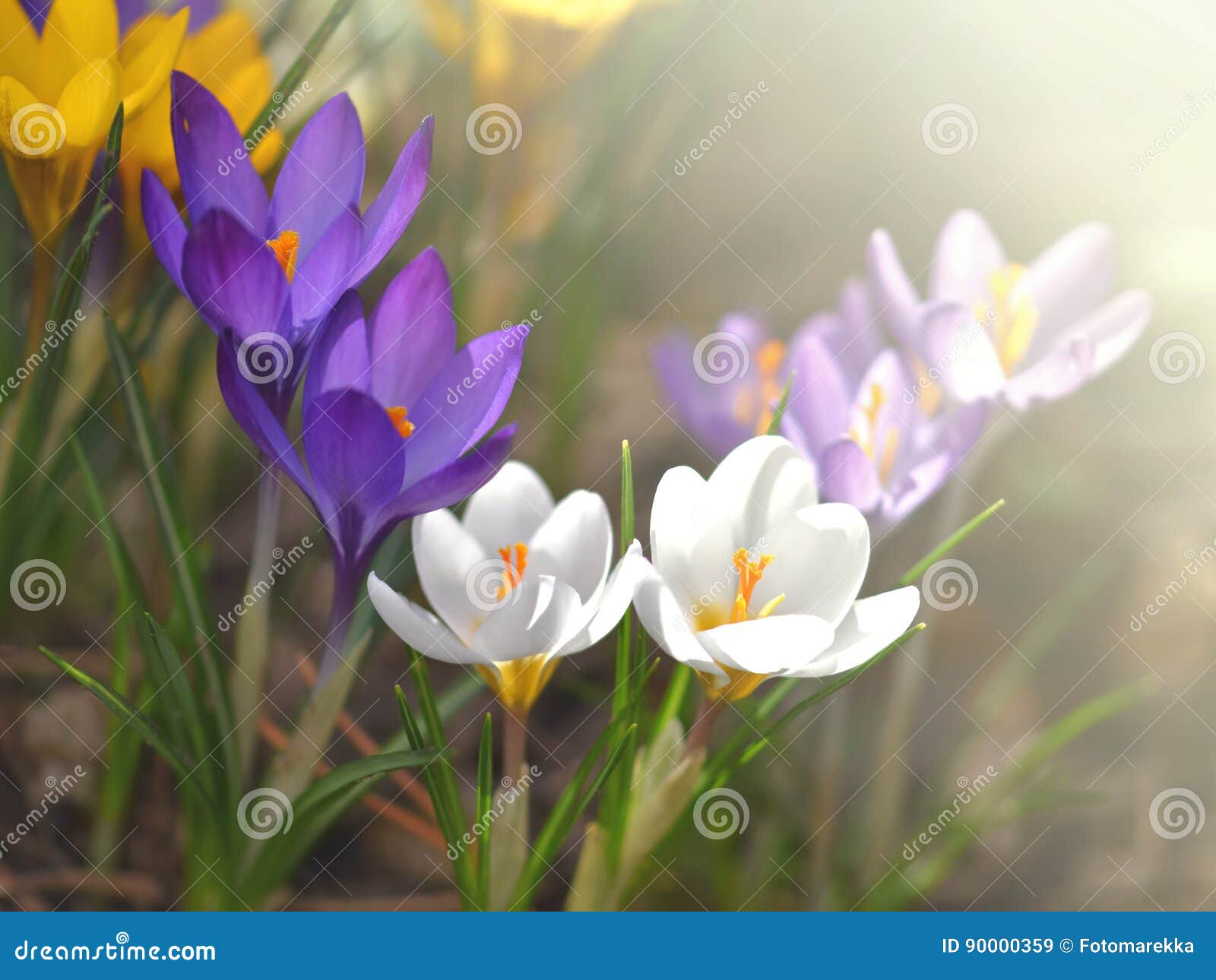 Crocuses in the sun stock image. Image of march, lilac - 90000359