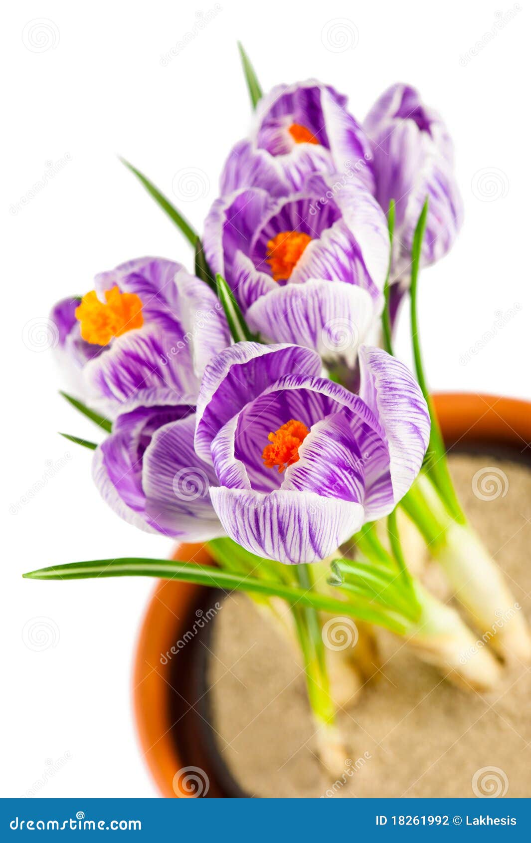 Crocuses in Terracotta Flower Pot Stock Photo - Image of blooming ...