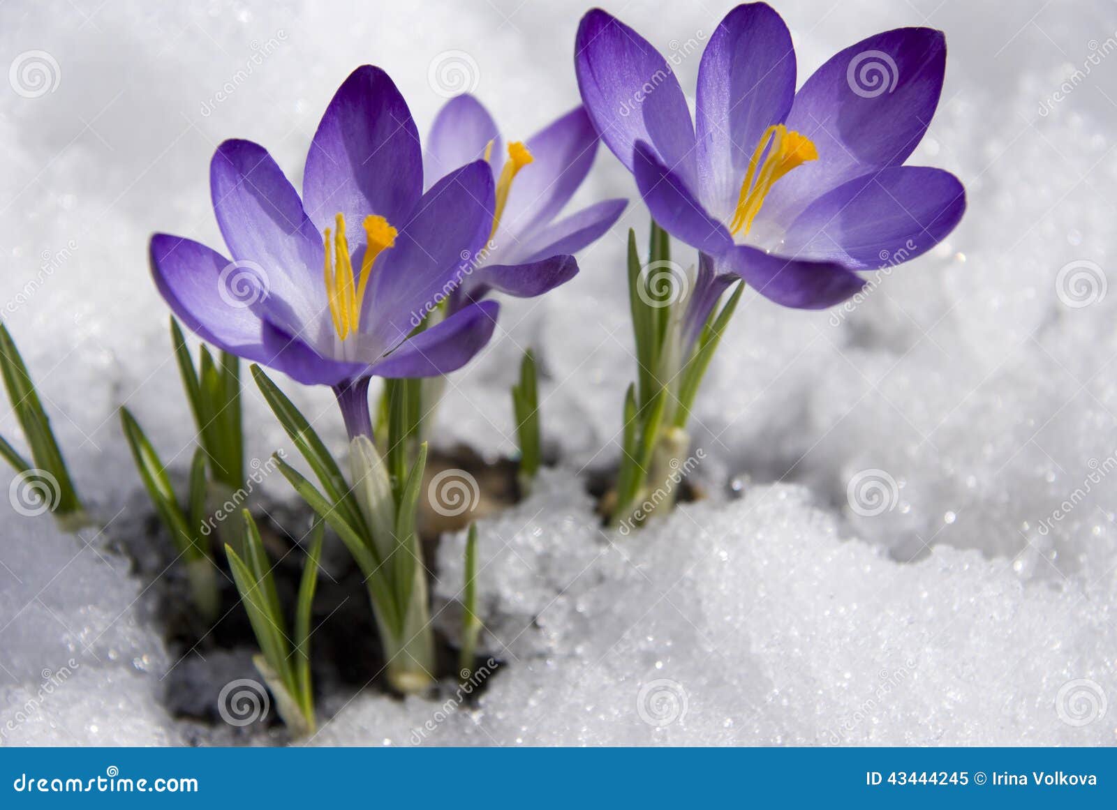 Crocuses stock image. Image of garden, melting, burgeon - 43444245