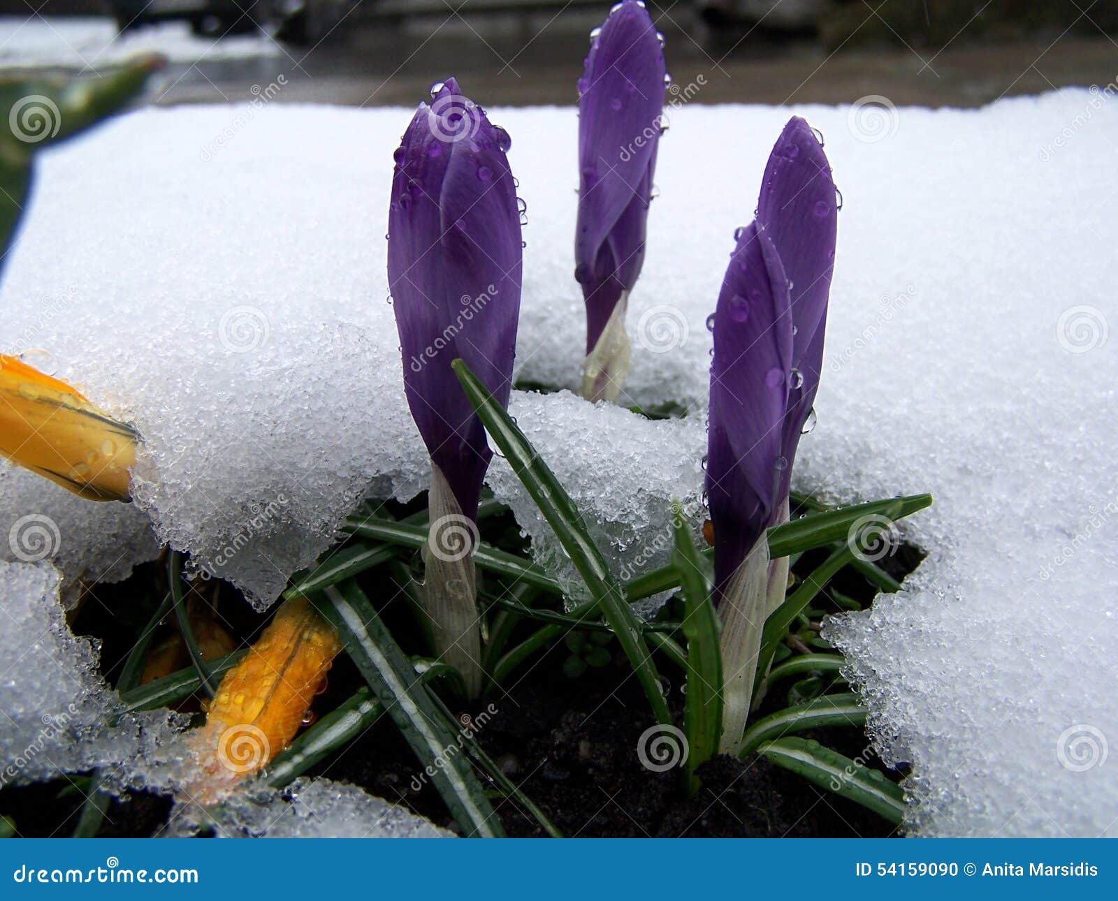 Crocuses under snow stock photo. Image of snow, plant - 54159090