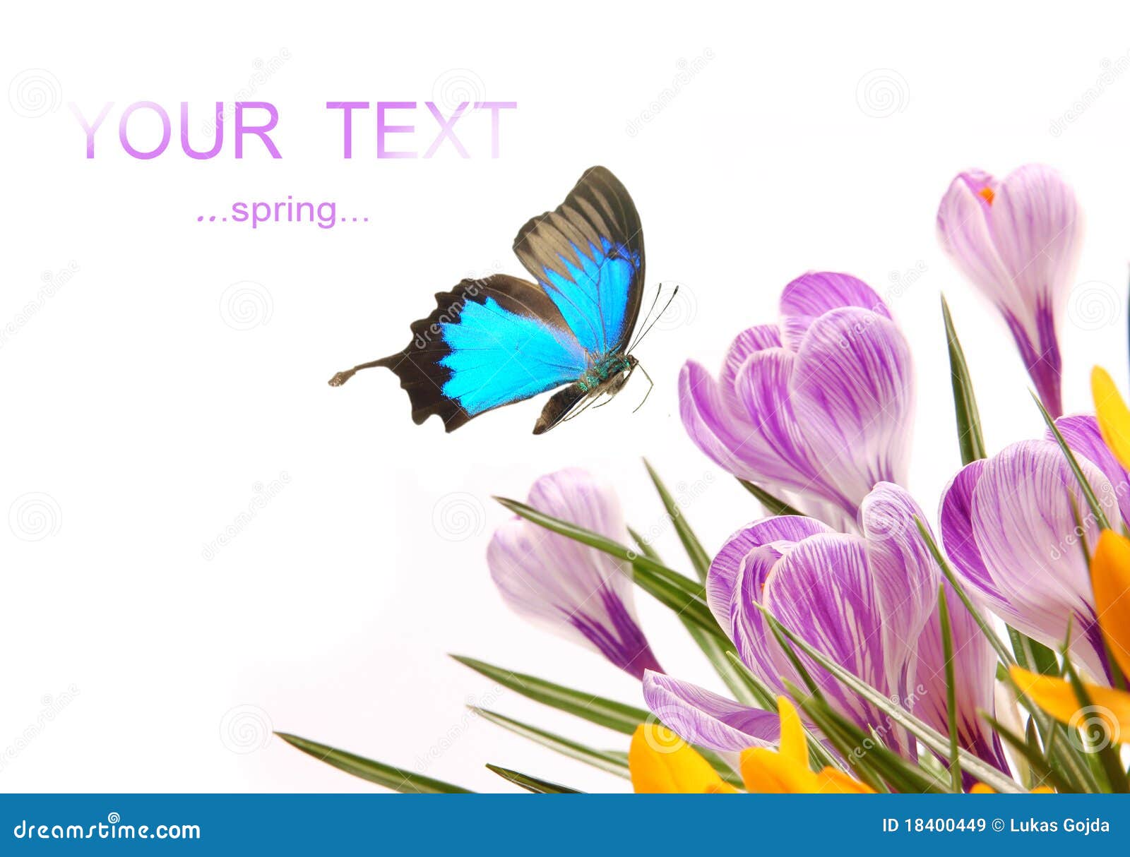 Crocusses with Exotic Butterfly Stock Image - Image of panoramic, blade ...