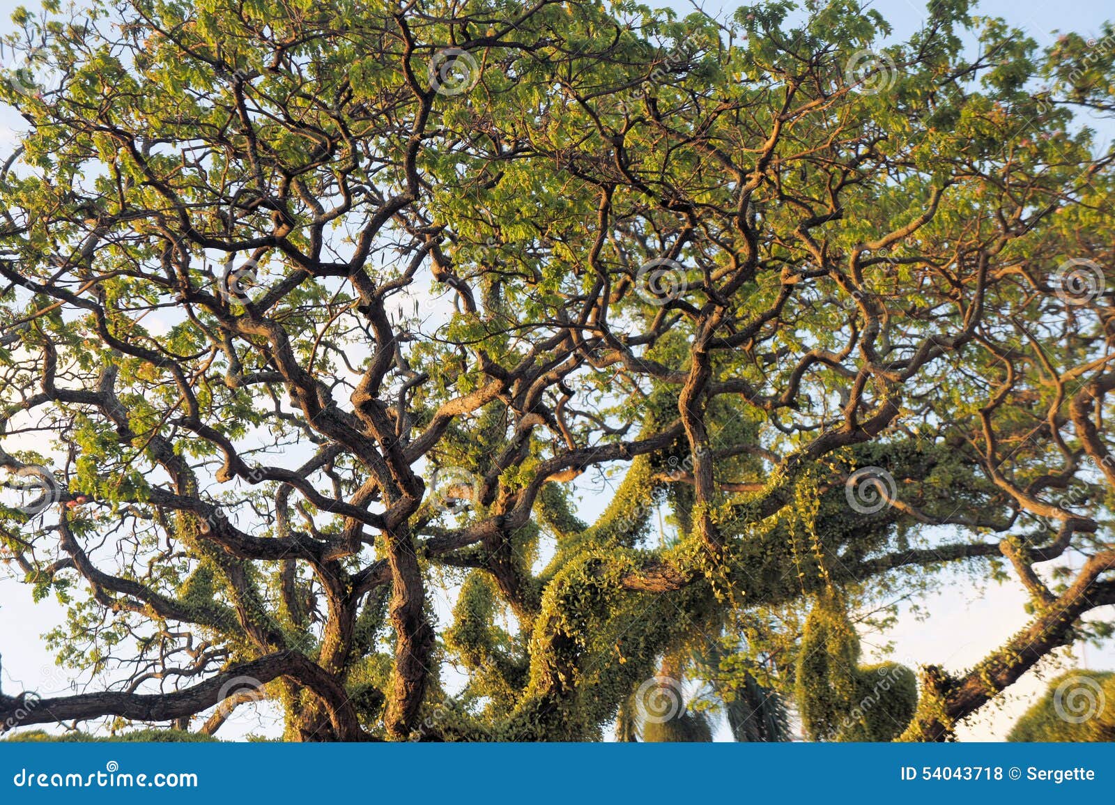 Philippines Narra National Tree Narra Tree | Sumakwel | Flickr