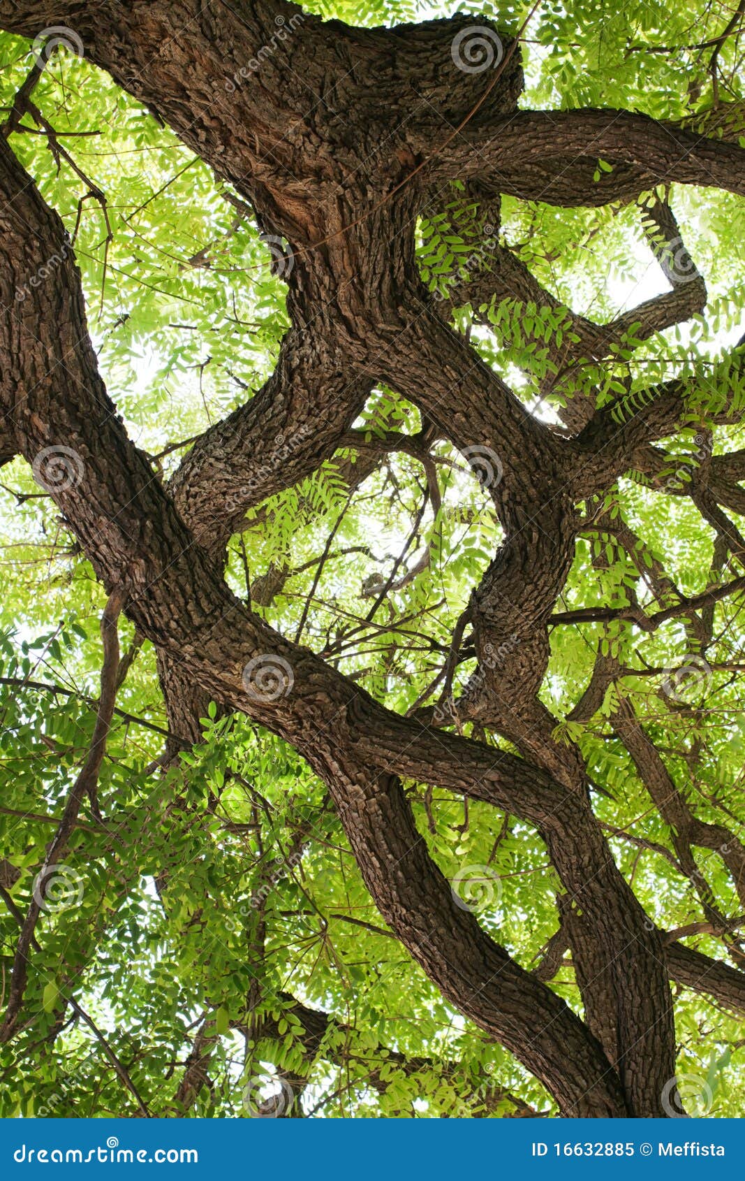 Crohn s old tree stock image. Image of growth, deciduous - 16632885