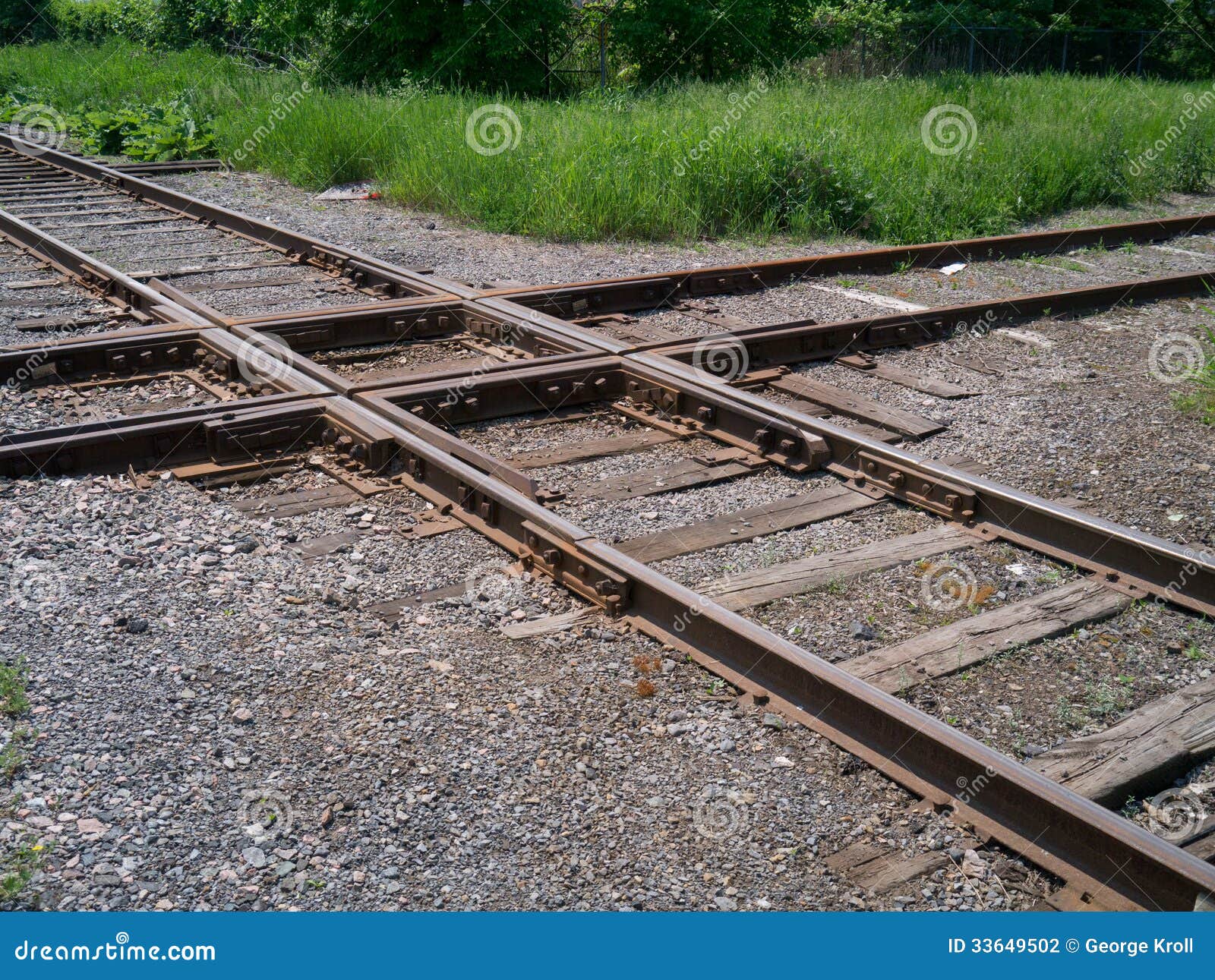 Croisement De Grenouille De Chemin De Fer. Photo stock - Image du ...