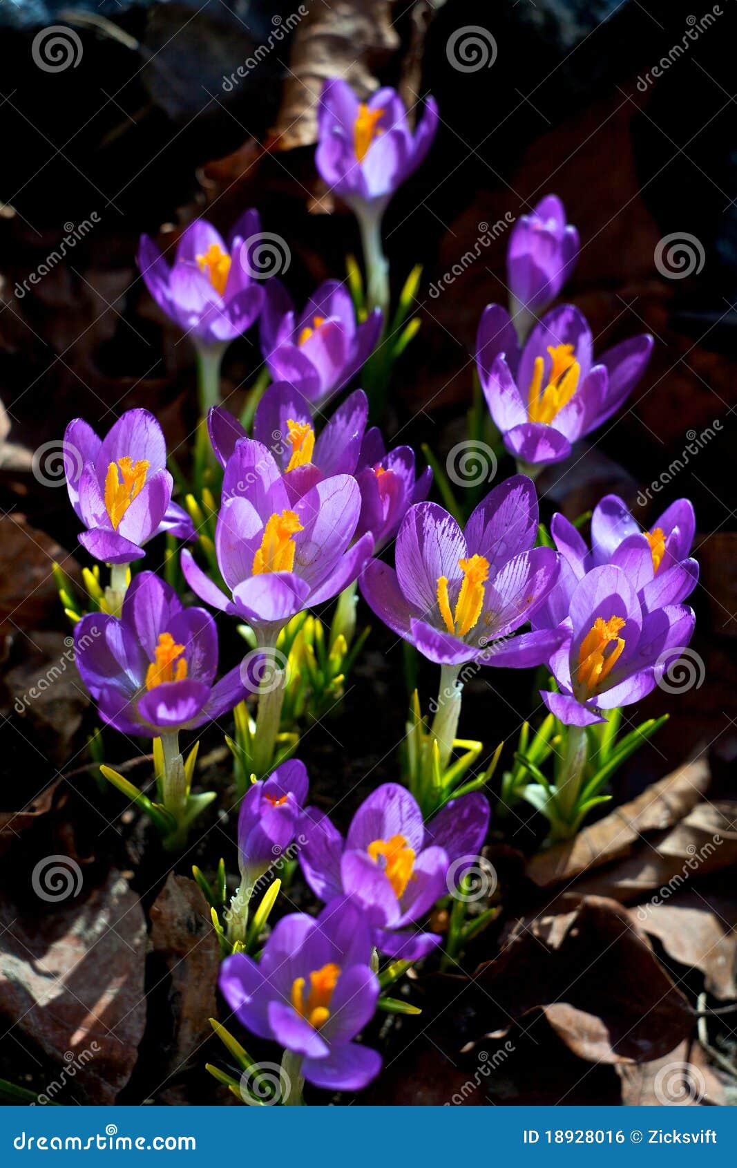 Crokuses stock photo. Image of awake, garden, blossom - 18928016