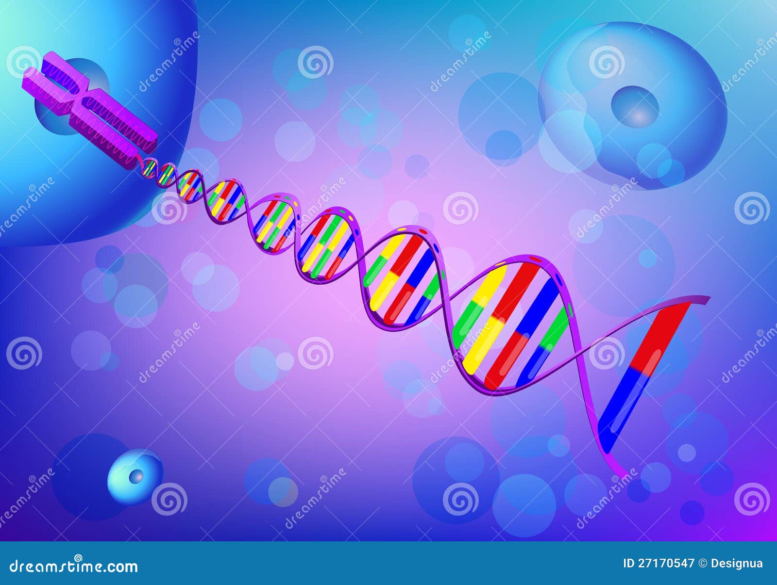 Cromosoma Y DNA. Fondo Del Vector Ilustración del Vector - Ilustración ...