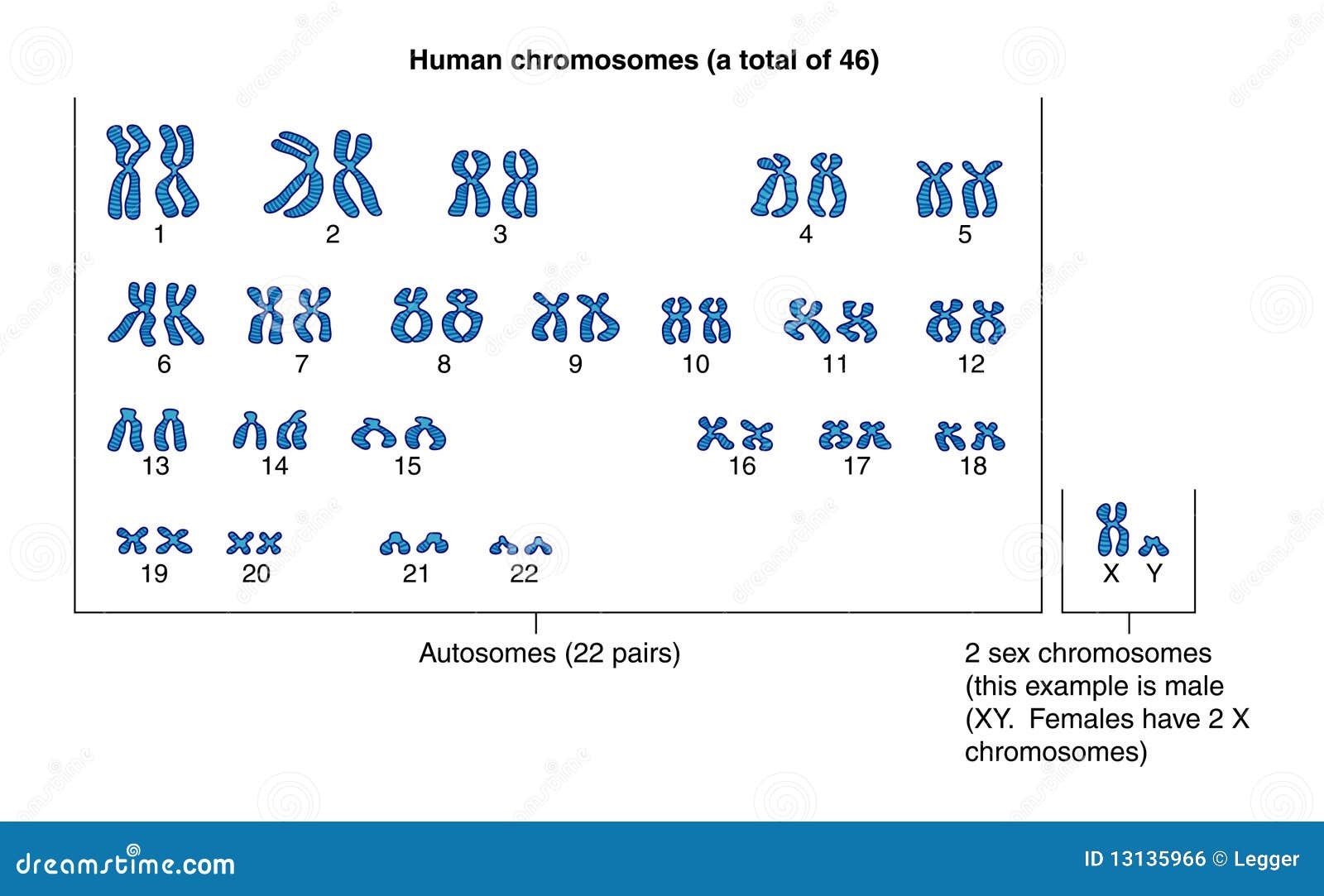 Cromosomas humanos ilustración del vector. Ilustración de célula - 13135966