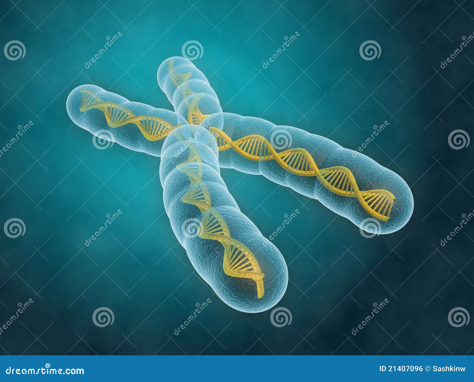 Cromossoma ilustração stock. Ilustração de renda, diferencial - 21407096