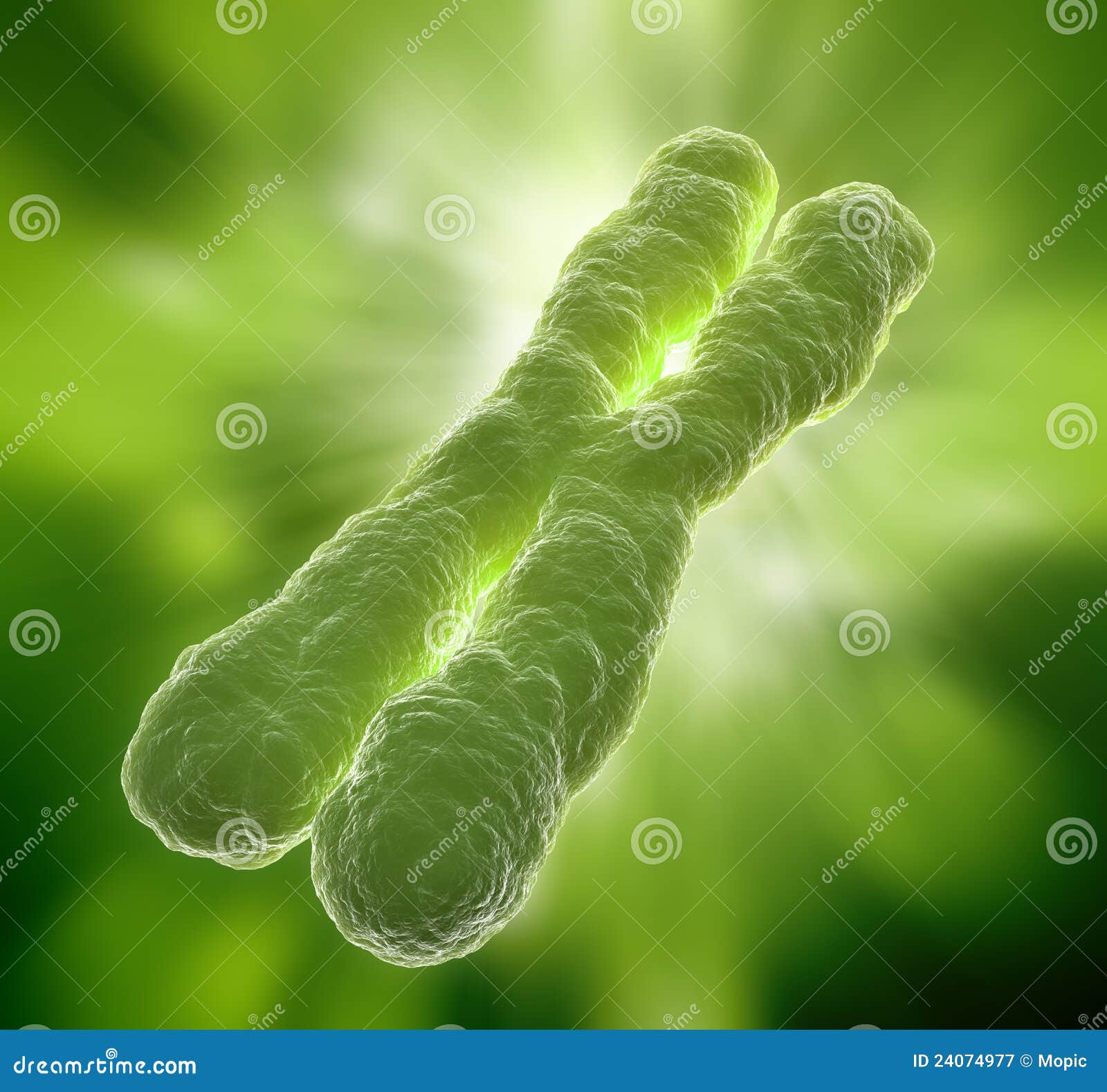 Cromossoma imagem de stock. Imagem de biologia, macho - 24074977