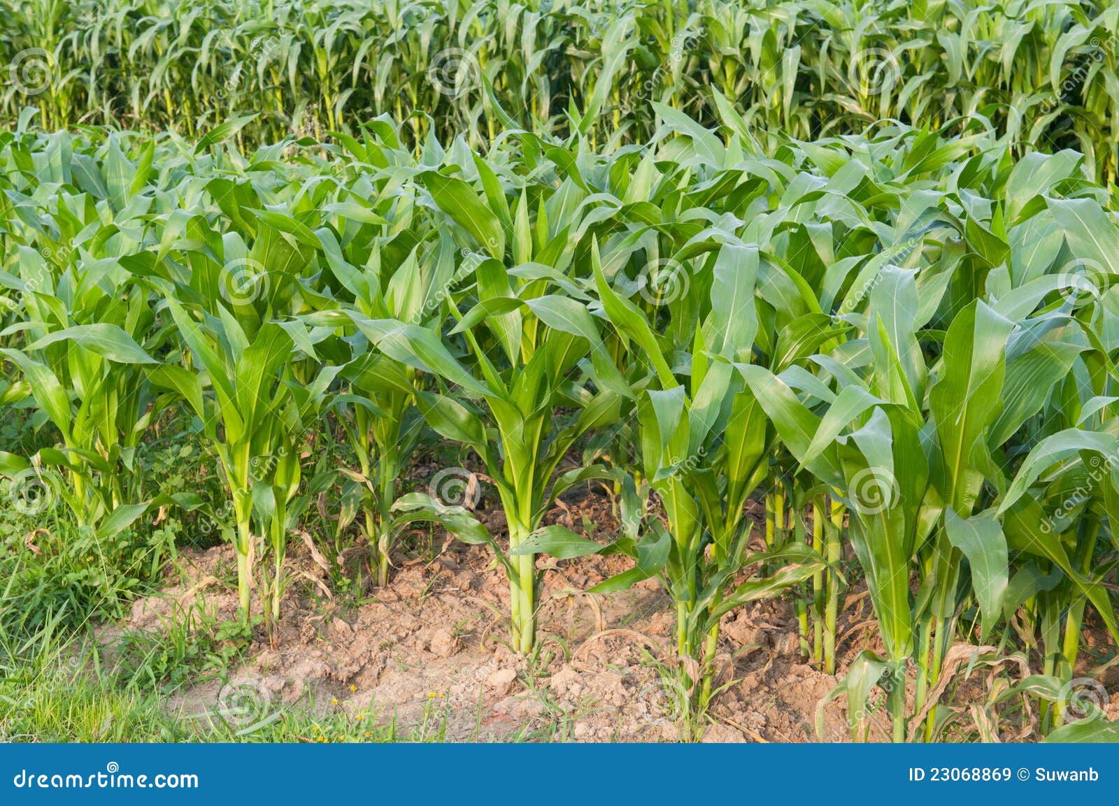 Cron stock image. Image of plant, farm, tree, nature - 23068869