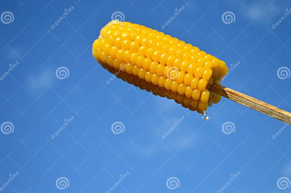 Cron stock photo. Image of agriculture, cornflakes, cereal - 53132580