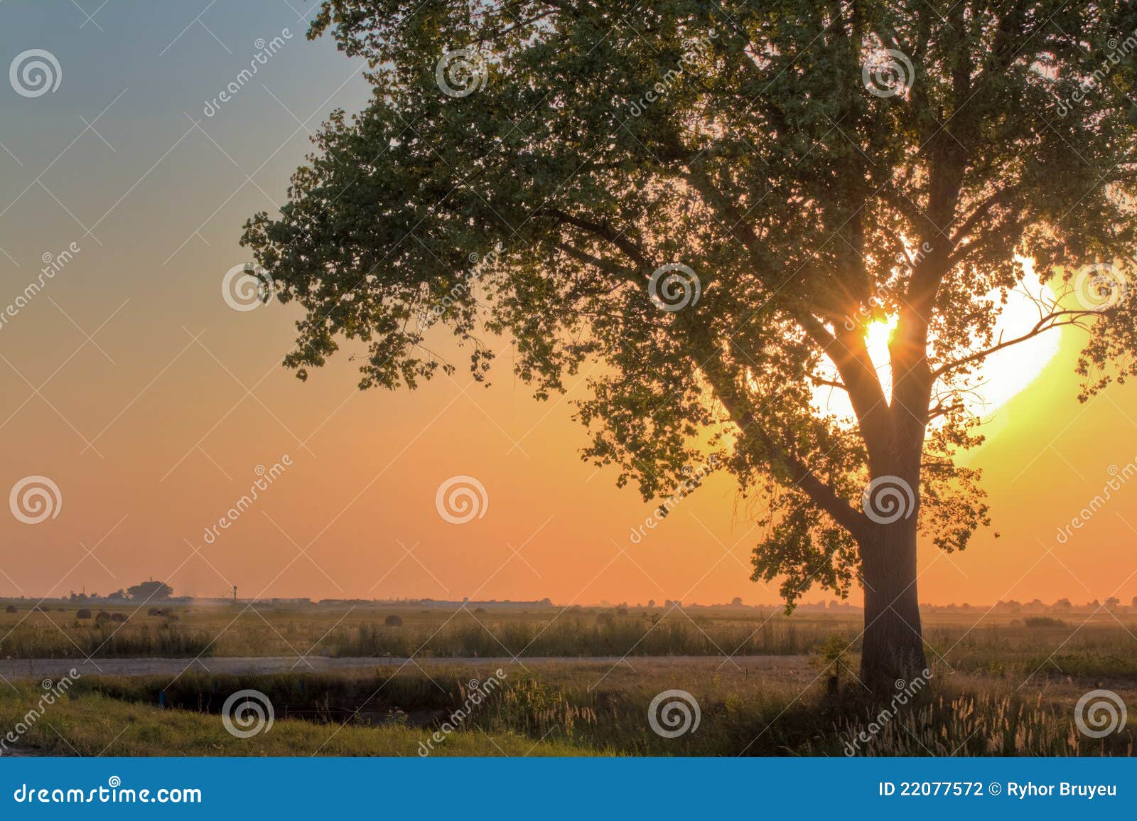 Crone of tree stock photo. Image of outdoors, season - 22077572