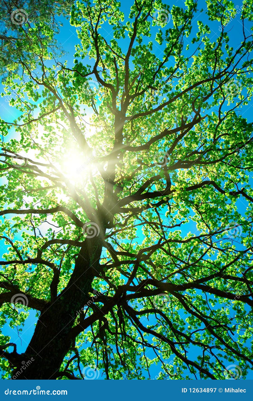 Crone of Tree on a Sky Abstract Stock Image - Image of freshness ...