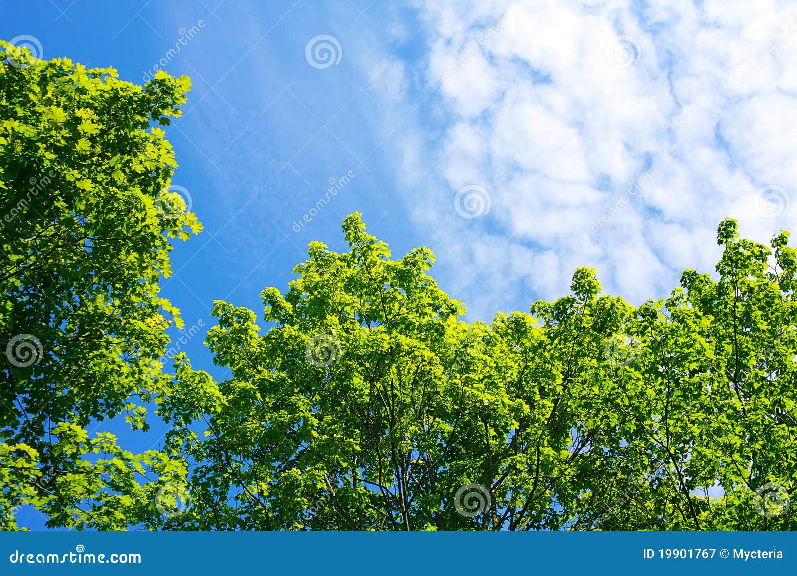 Crones of trees stock image. Image of white, colorful - 19901767