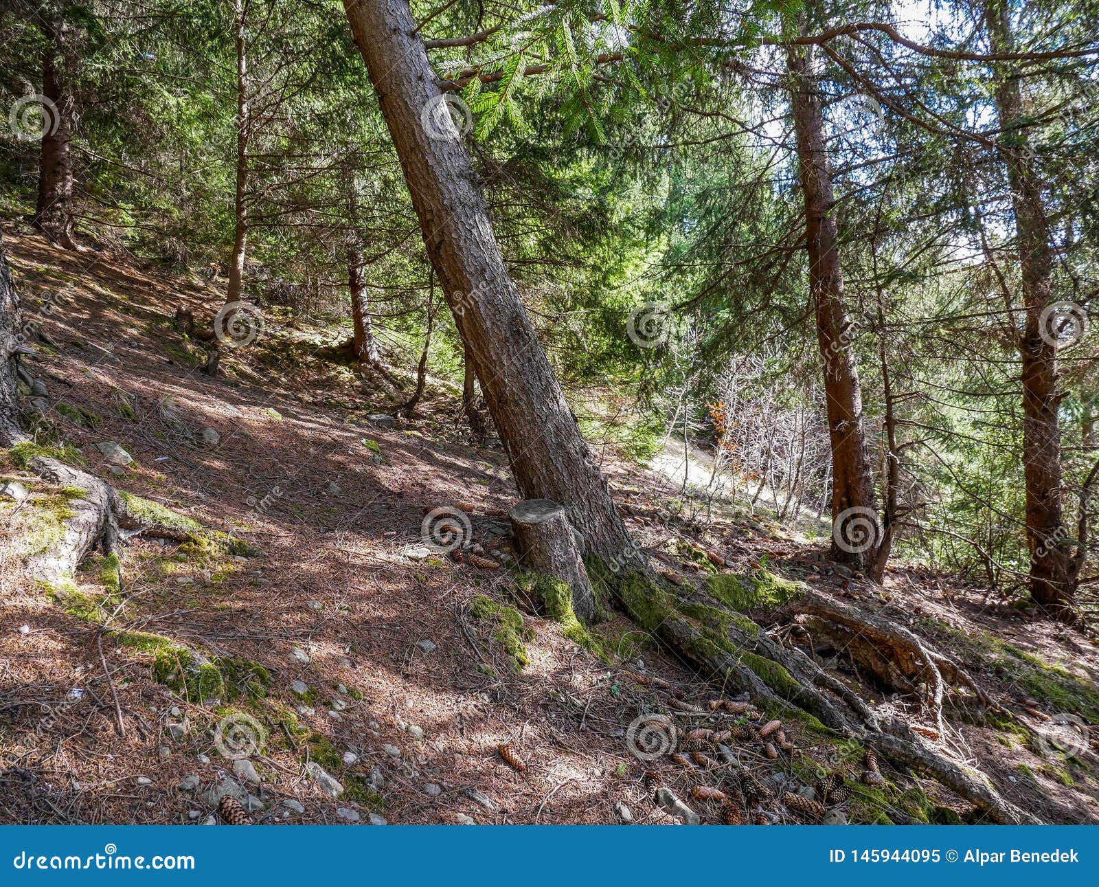 Croocked Pine Tree Close Up in Beautiful Pine Forest Stock Image ...