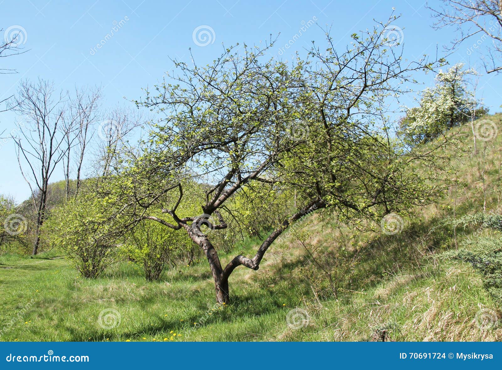 Crooked apple tree stock photo. Image of warped, nature - 70691724