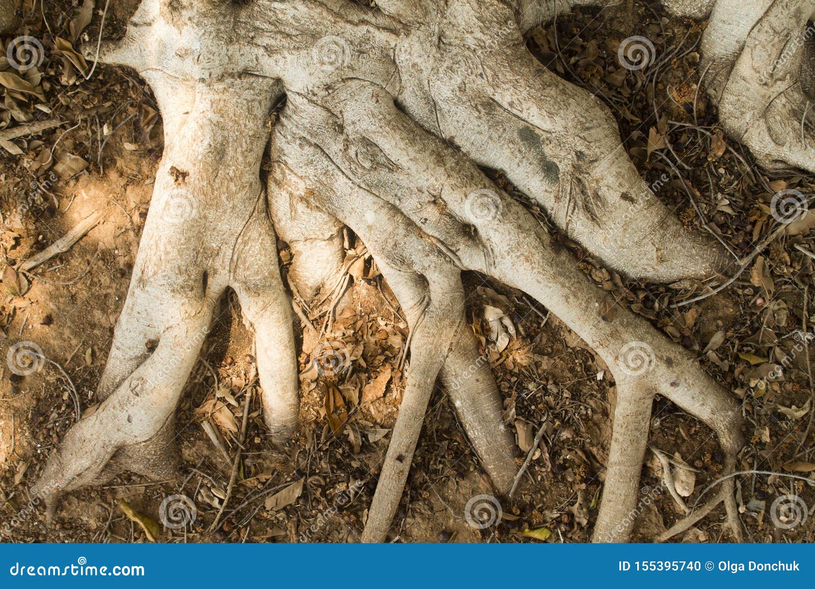 Crooked bare tree rootes stock photo. Image of natural - 155395740