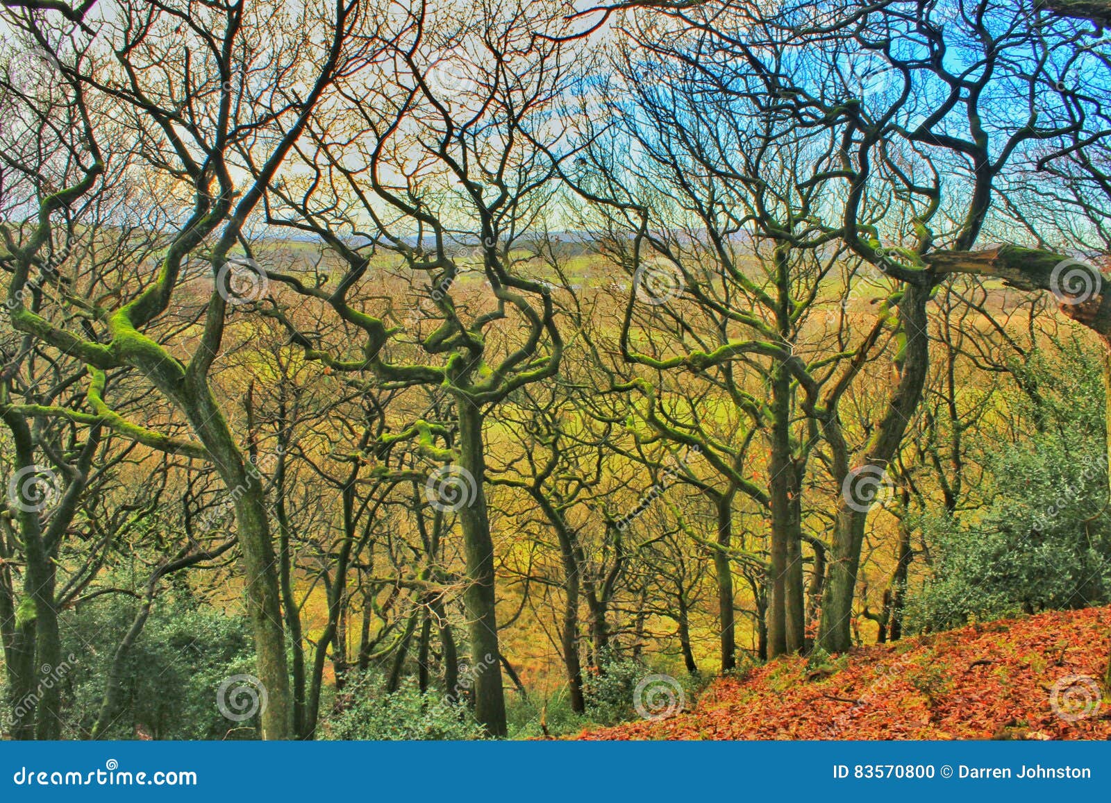 Crooked bendy trees stock photo. Image of trees, crooked - 83570800