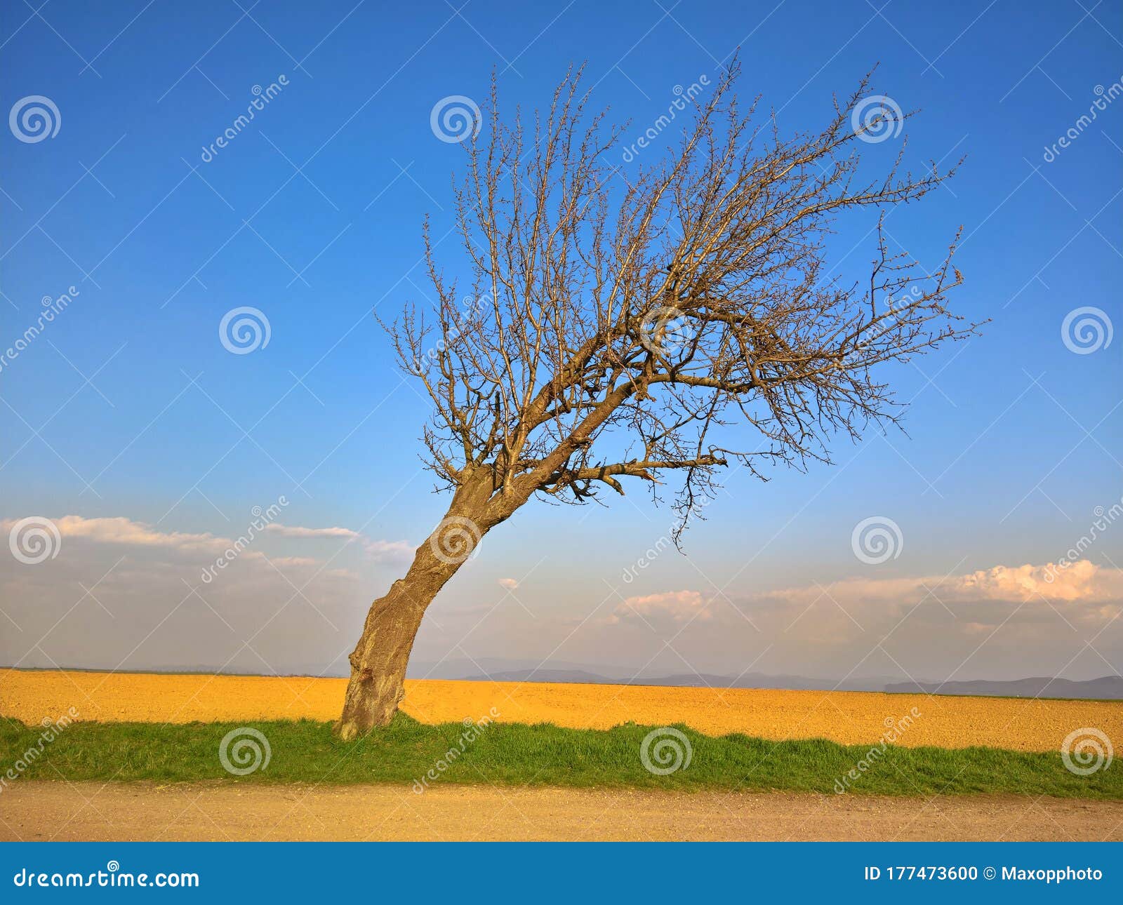 Crooked and Bent Tree in the Field with Sky Stock Photo - Image of ...