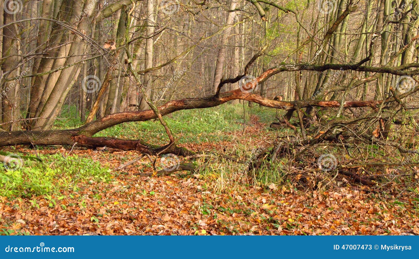 Crooked branch in the way stock image. Image of trees - 47007473