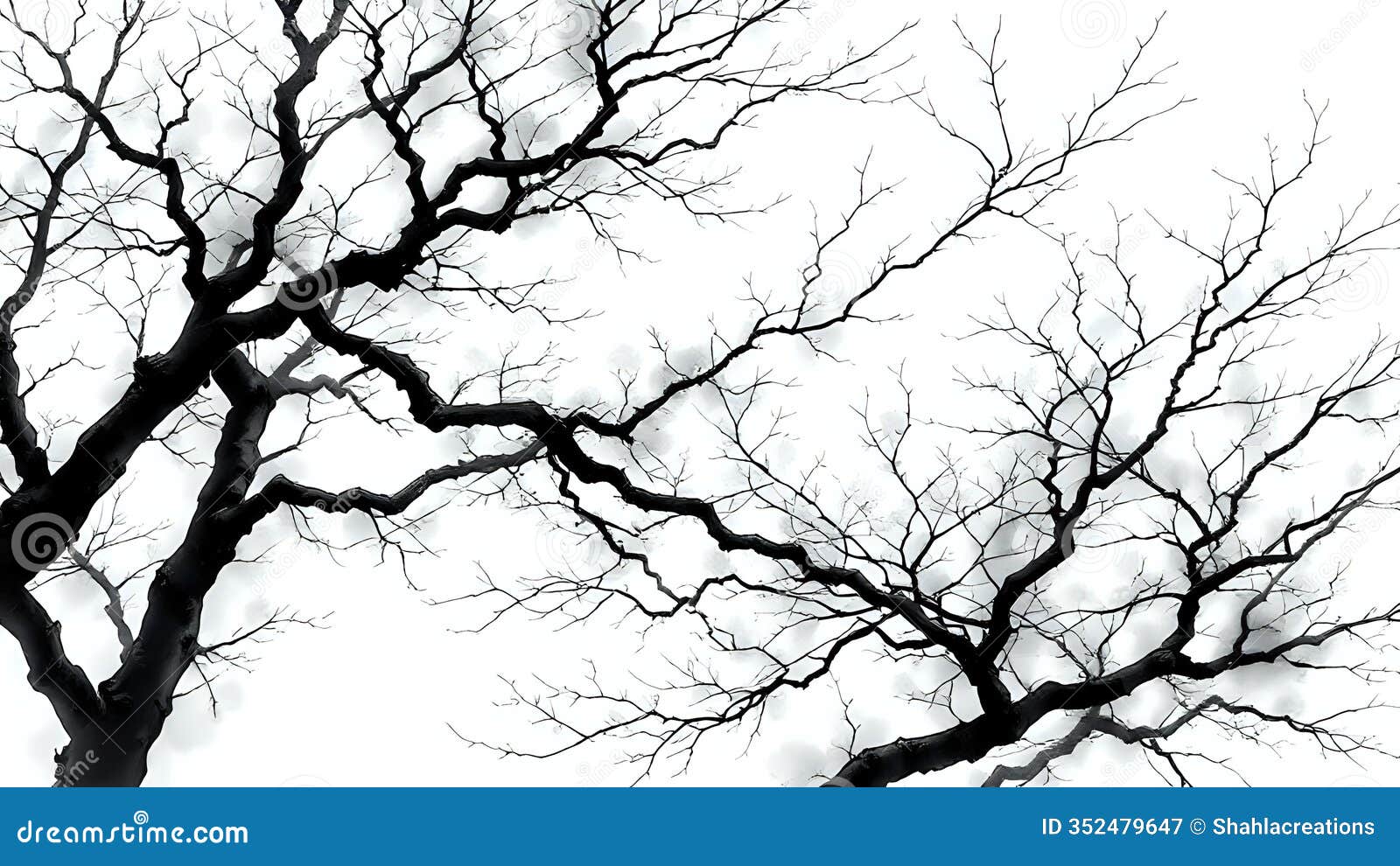 Crooked Branches, Fall Branches, Crooked, Tree, Fall Branches, Family ...