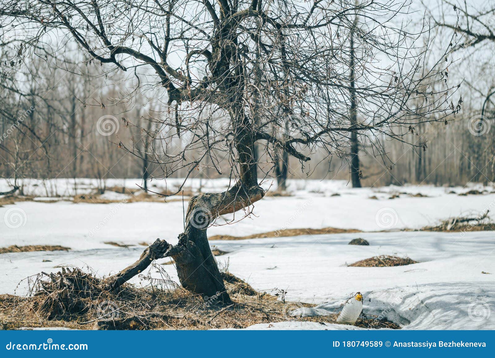 Crooked Broken Tree in the Forest Stock Image - Image of abnormality ...