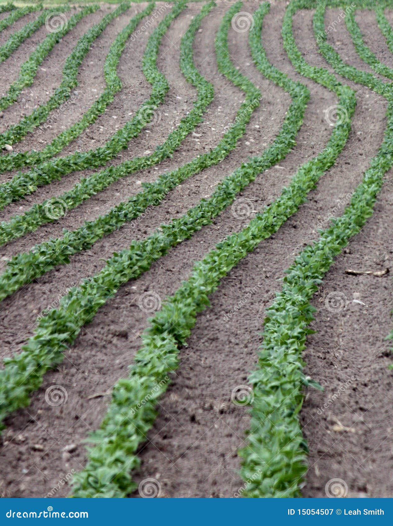 Crooked Crops stock image. Image of field, environment - 15054507
