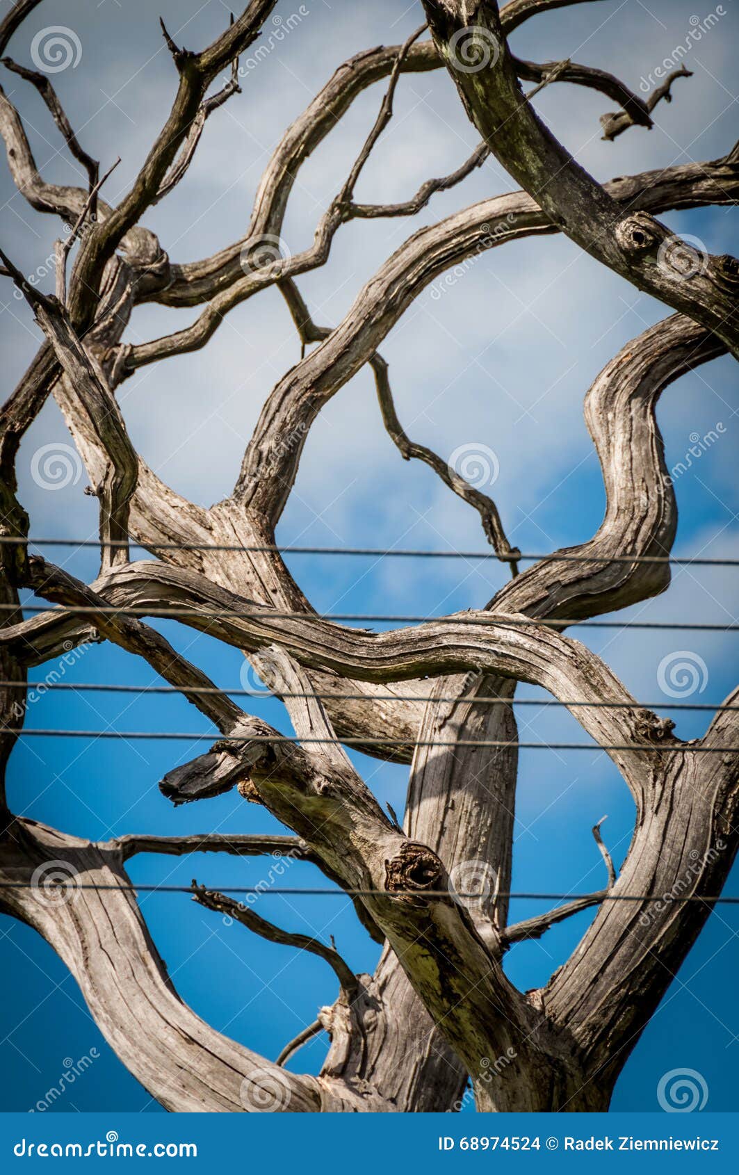Crooked and Dry Tree with Branches without Leaves Stock Photo - Image ...