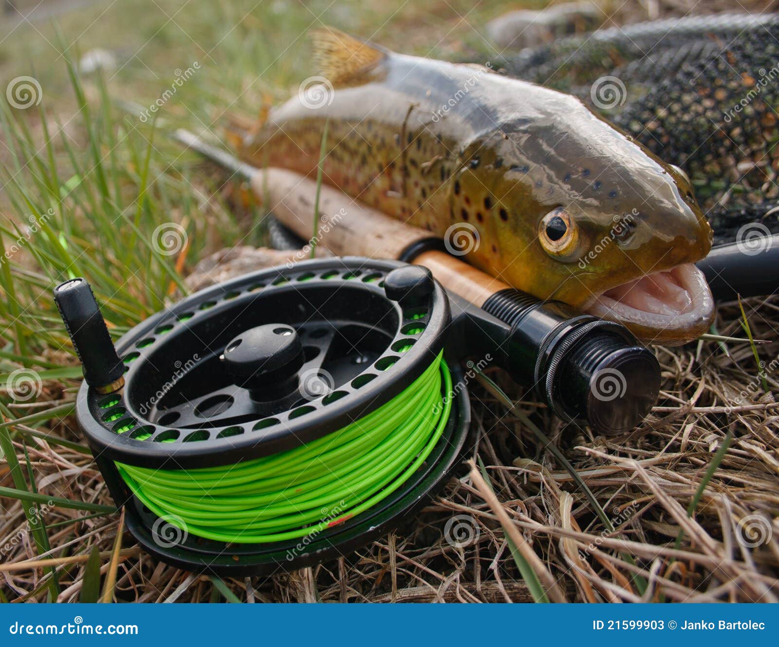 Crooked eye trout stock image. Image of deformation, closeup - 21599903