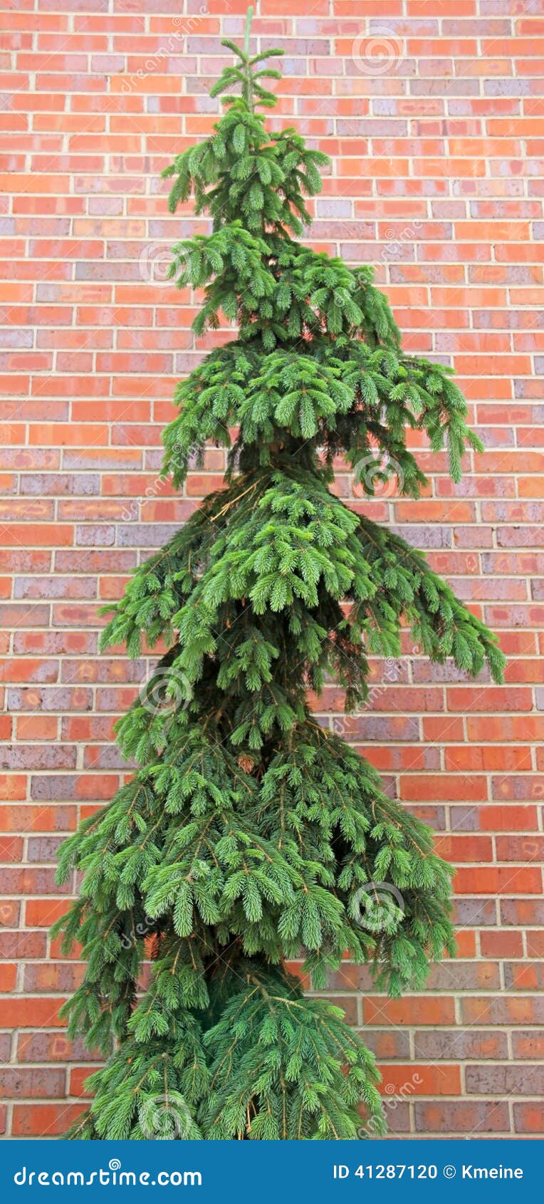 Crooked Fir Conifer Spruce Pine Tree with Red Brick Background Stock ...