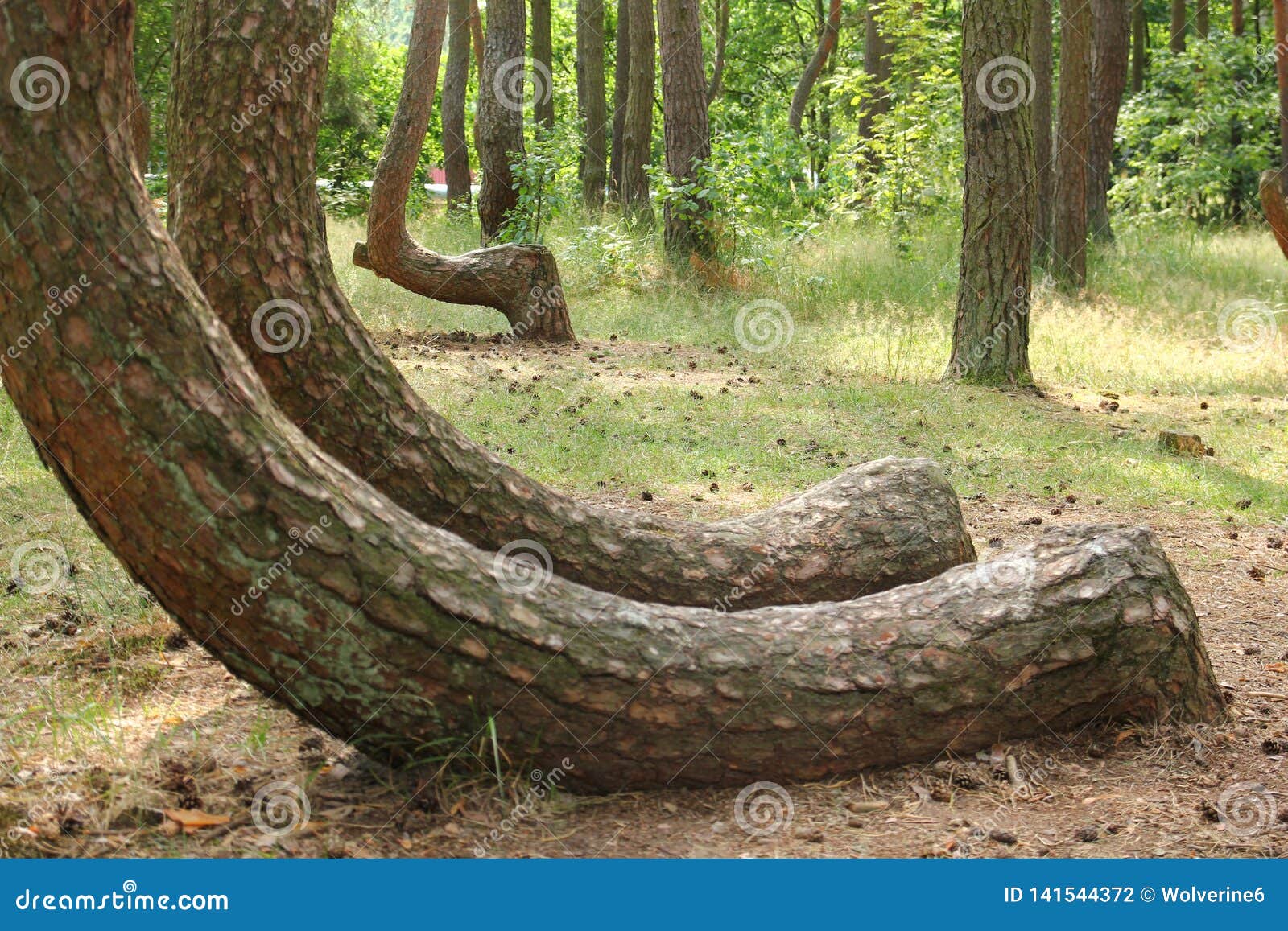 A crooked forest in Poland stock photo. Image of interesting - 141544372
