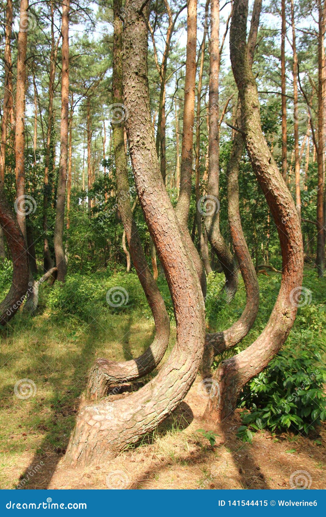 A crooked forest in Poland stock image. Image of interesting - 141544415