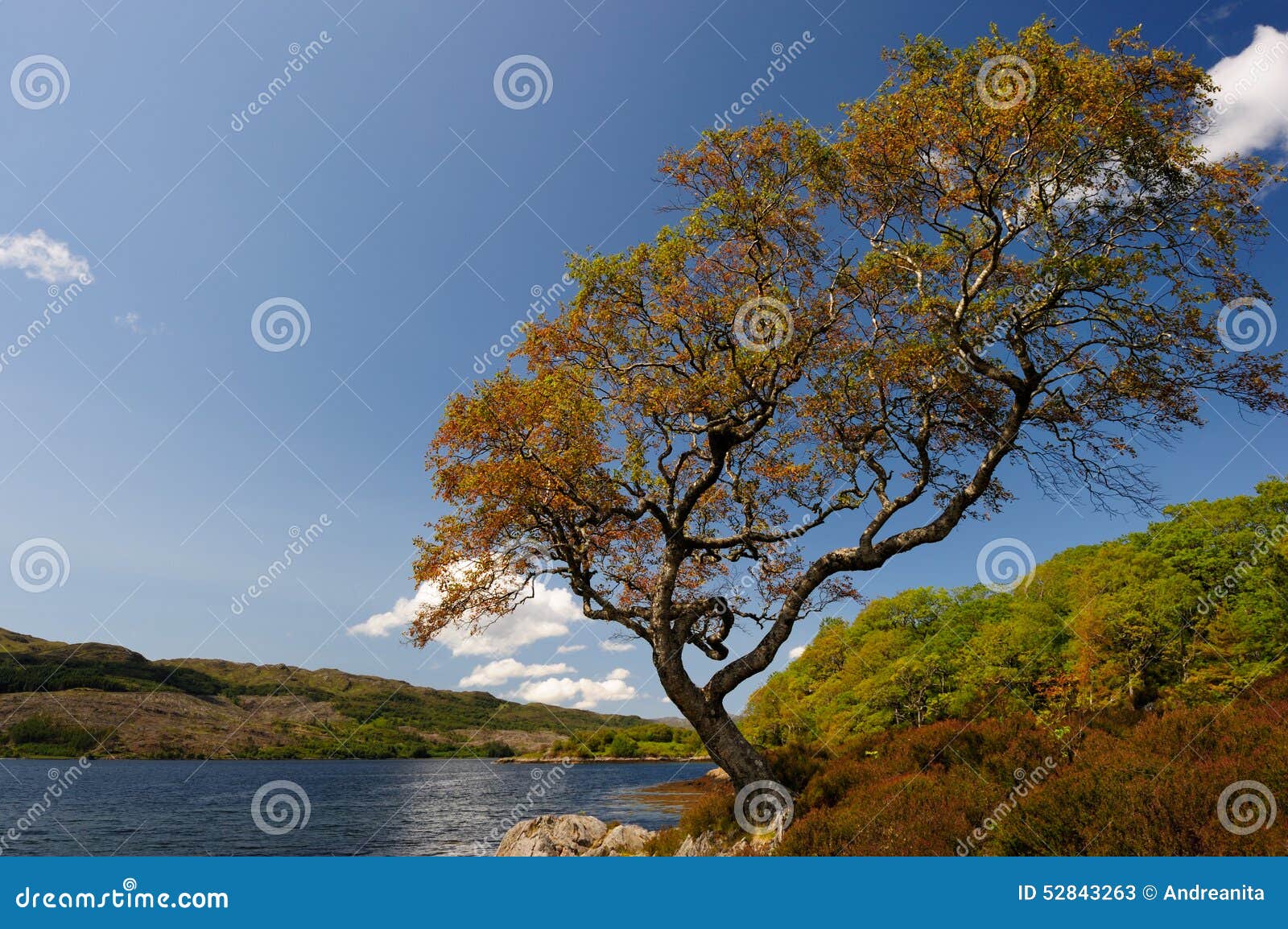 Crooked Growing Tree on River Bank Stock Image - Image of rocky ...