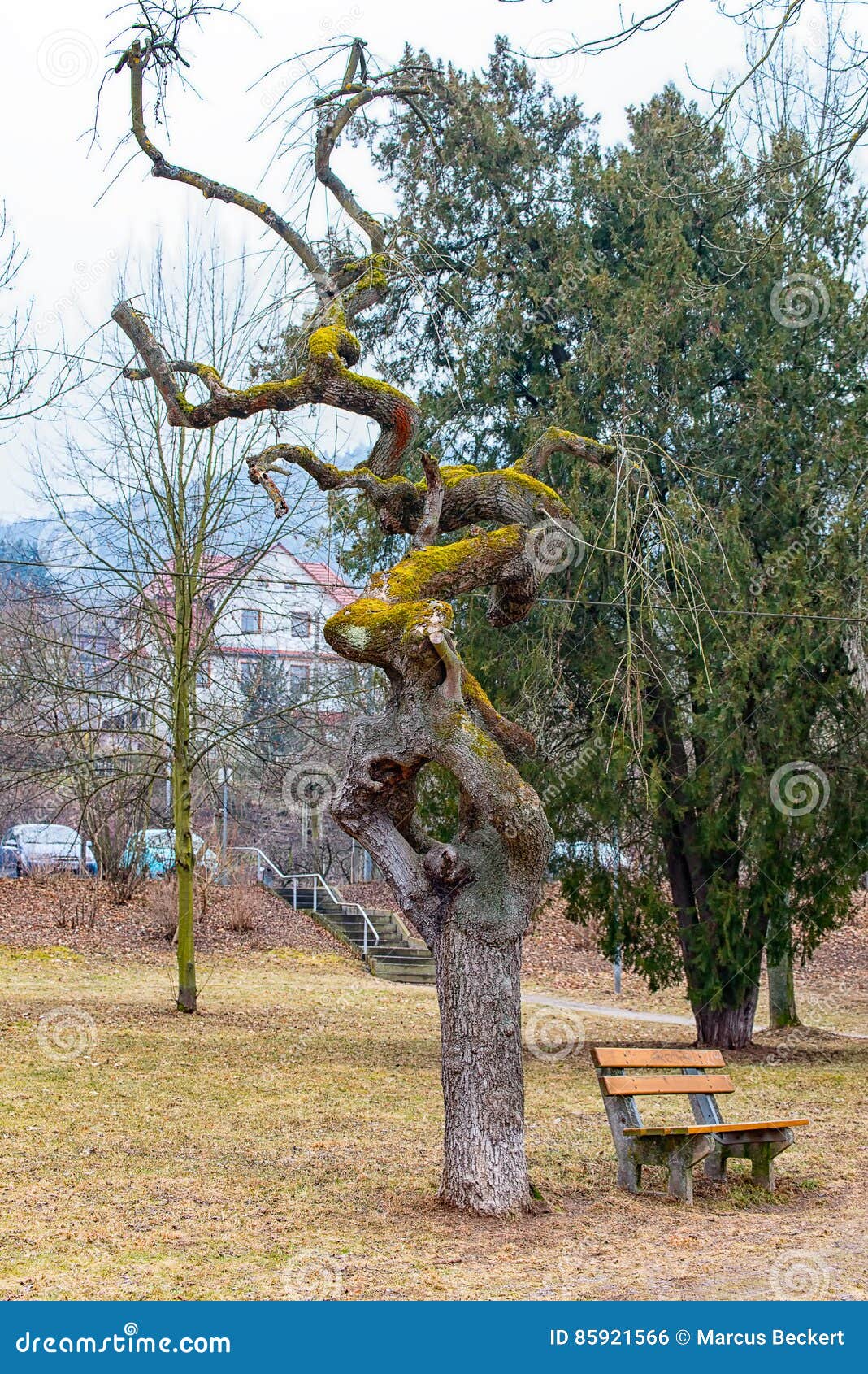 Crooked grown tree stock photo. Image of knotty, plains - 85921566