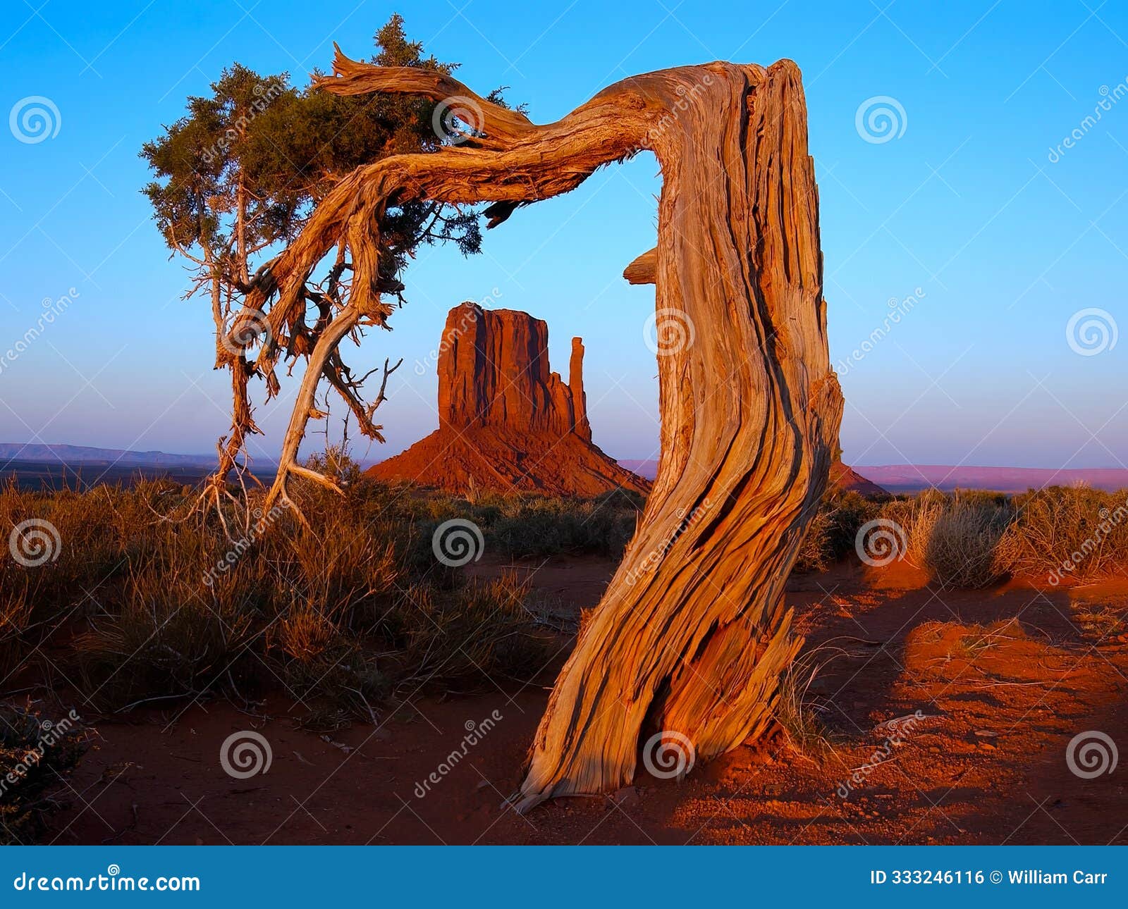 Crooked Juniper Tree, Monument Valley Utah Stock Photo - Image of ...