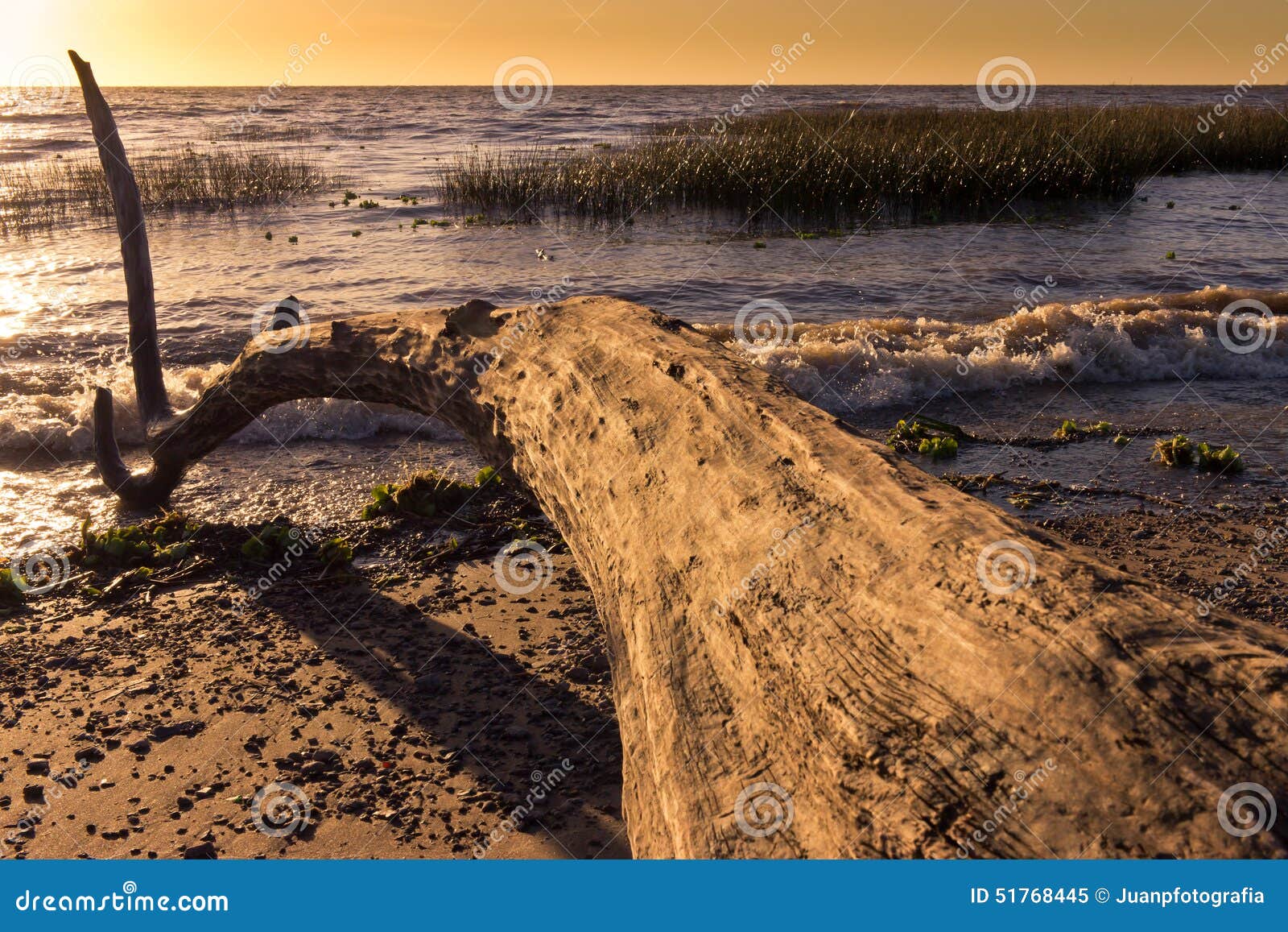 Crooked log stock image. Image of ocean, crooked, shore - 51768445
