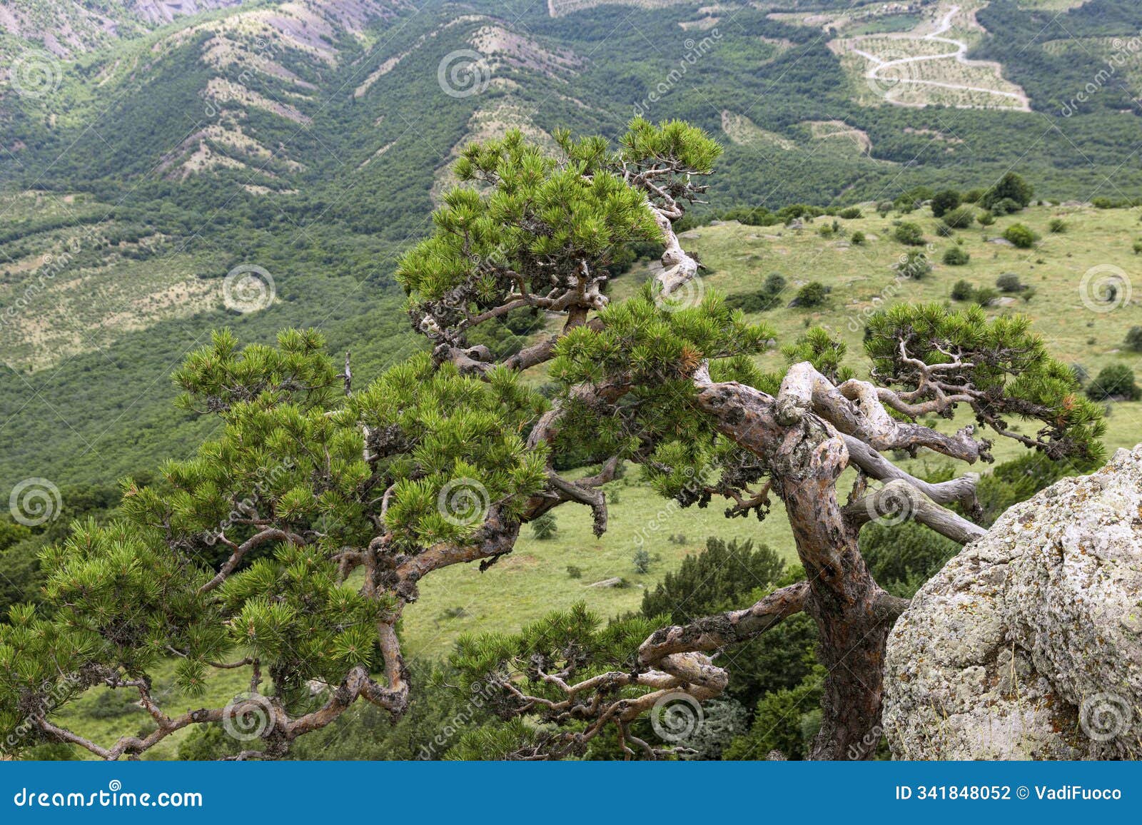 Crooked Mountain Pine, Tree Growing on a Steep Cliff. Mountain ...