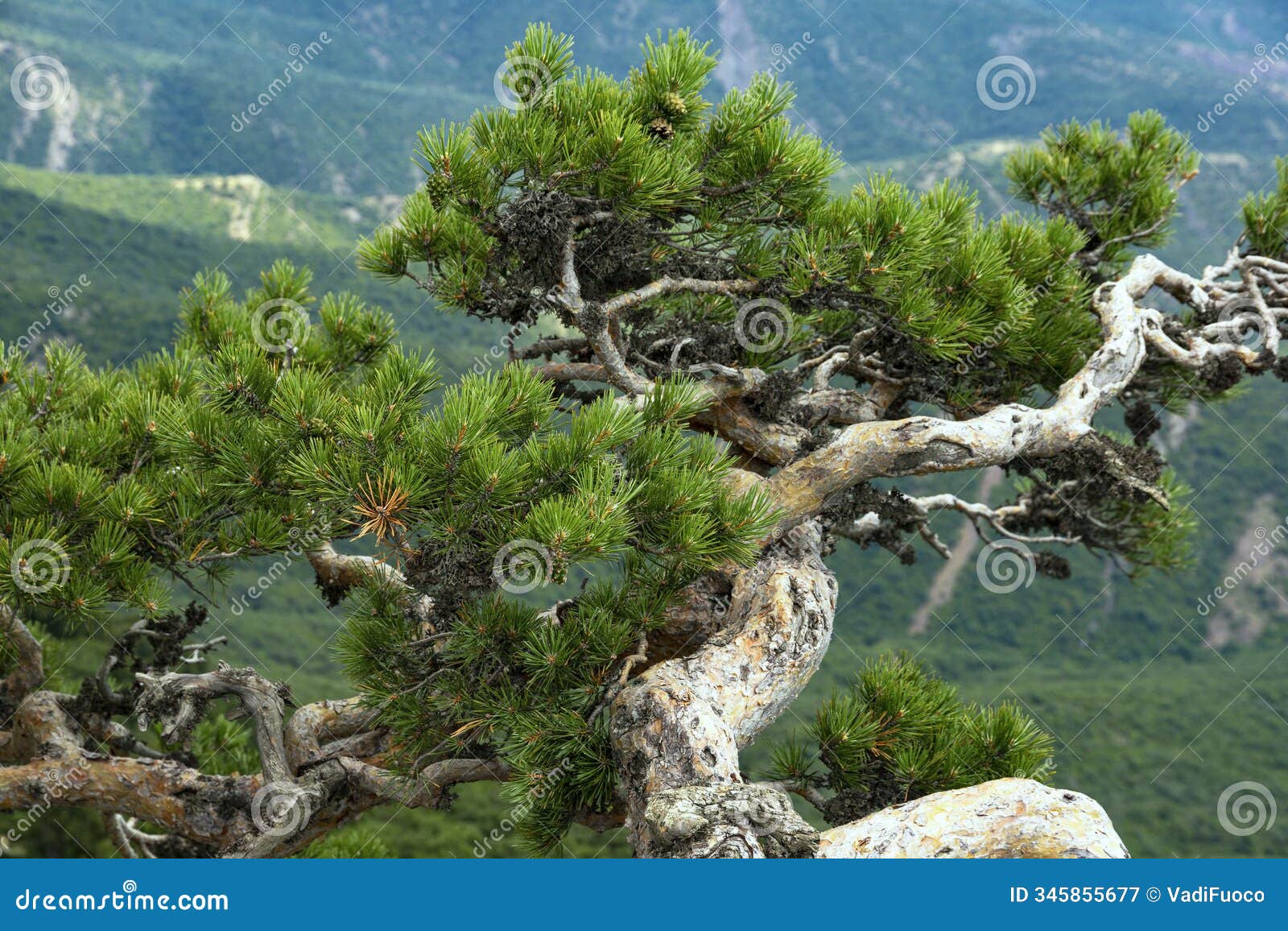 Crooked Mountain Pine, Tree Growing on a Steep Cliff. Mountain ...