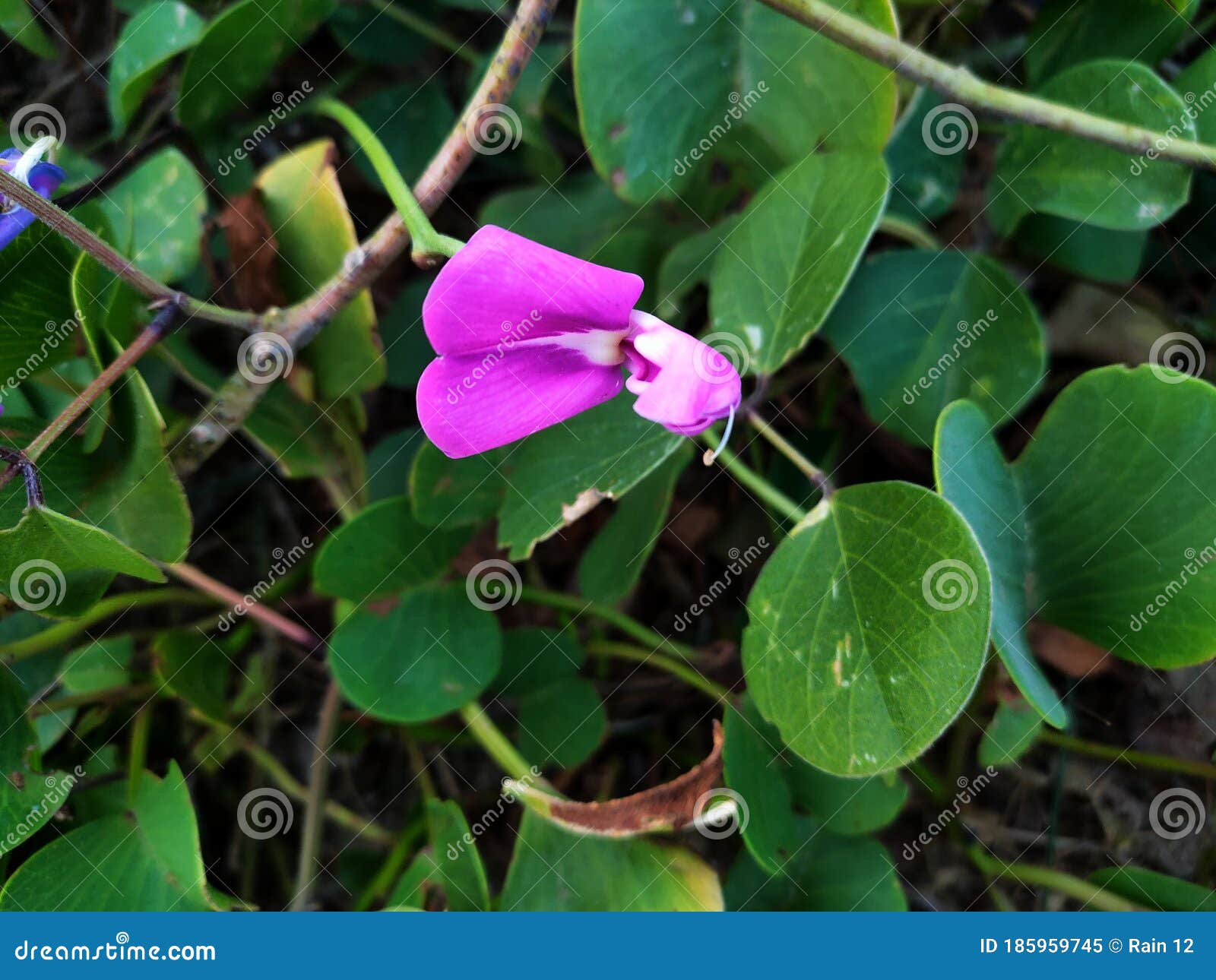 The beauty of flower. stock image. Image of nature, flower - 185959745