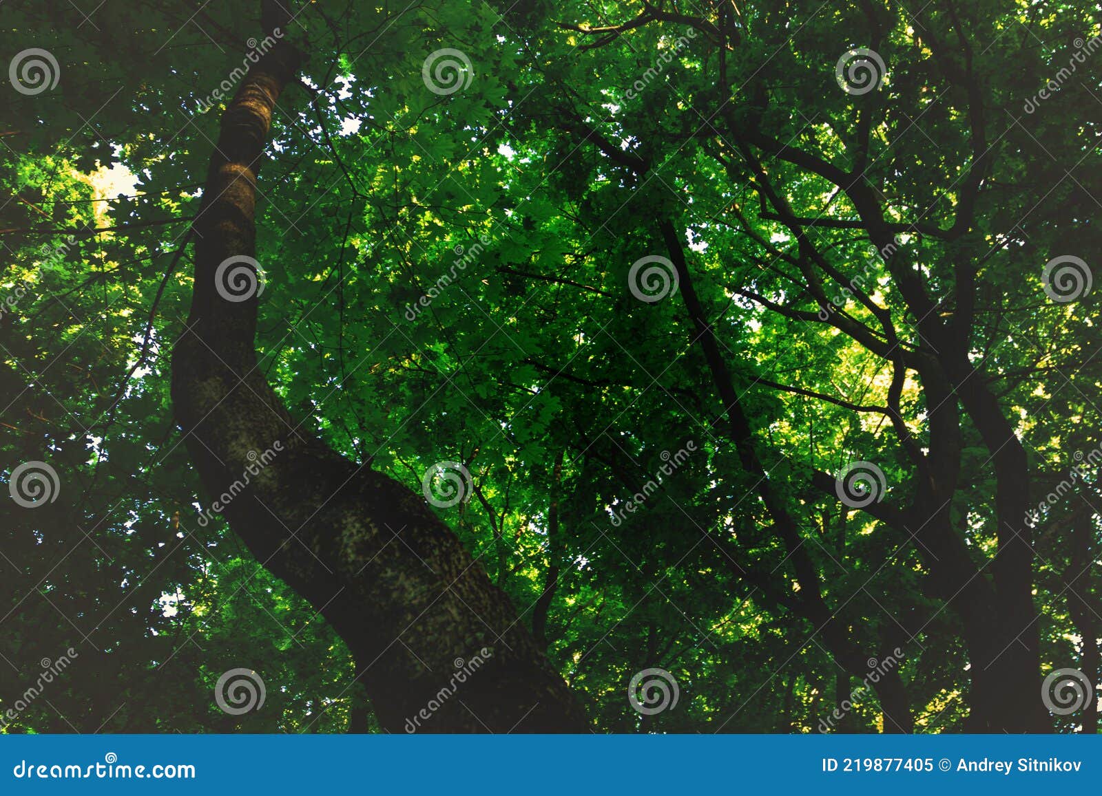 Crooked Oak Tree Trunk in the Forest Stock Image - Image of light ...