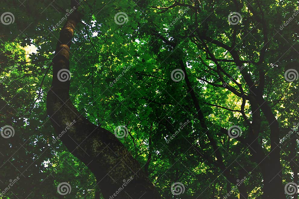 Crooked Oak Tree Trunk in the Forest Stock Image - Image of light ...