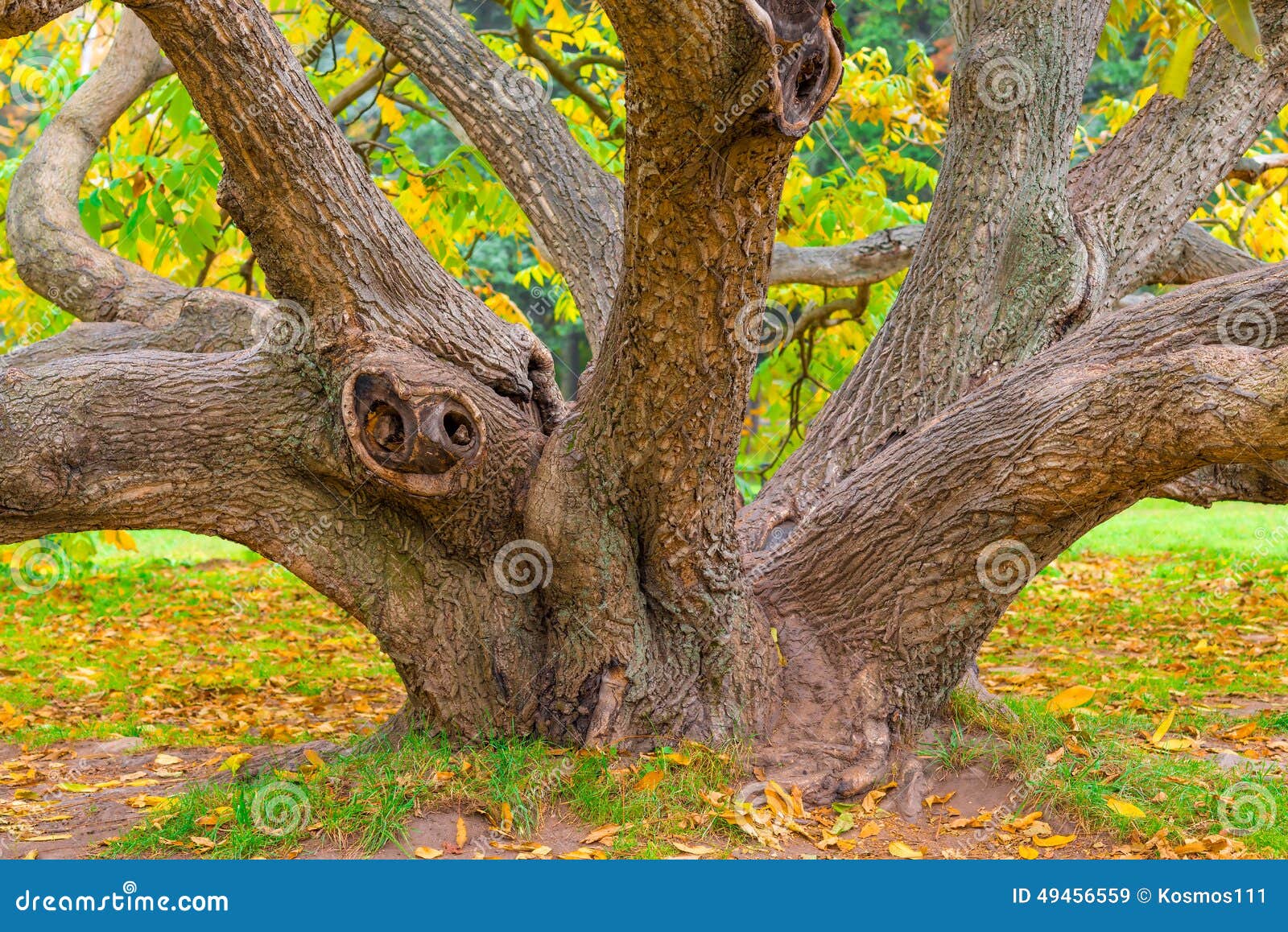 Crooked old deciduous tree stock image. Image of process - 49456559