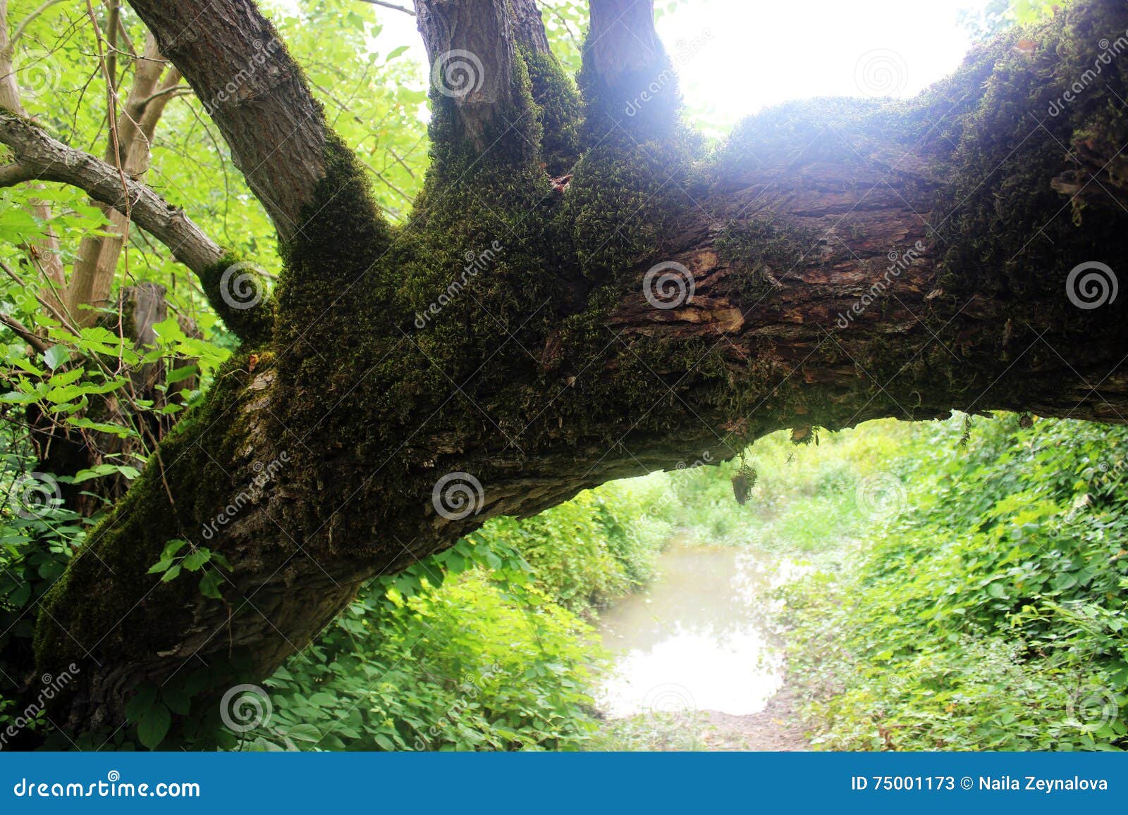Crooked old tree stock image. Image of meadow, ecology - 75001173