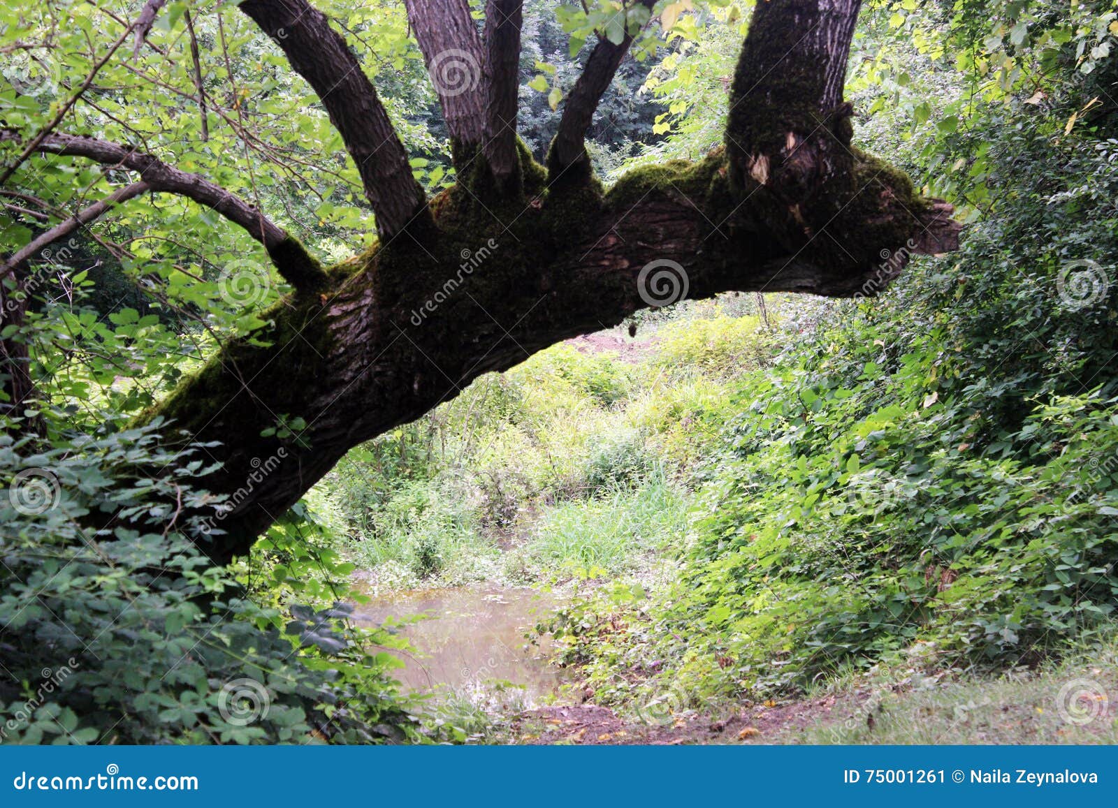 Crooked old tree stock image. Image of green, moss, abnormality - 75001261